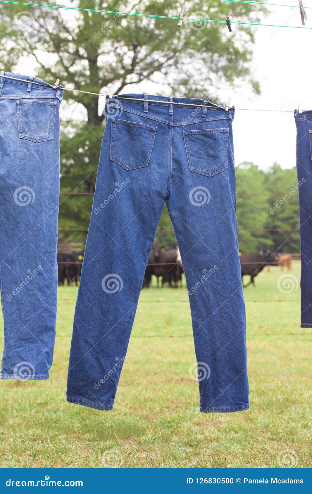 Jeans Drying On The Clothes Line With Cows In The Background Royalty ...