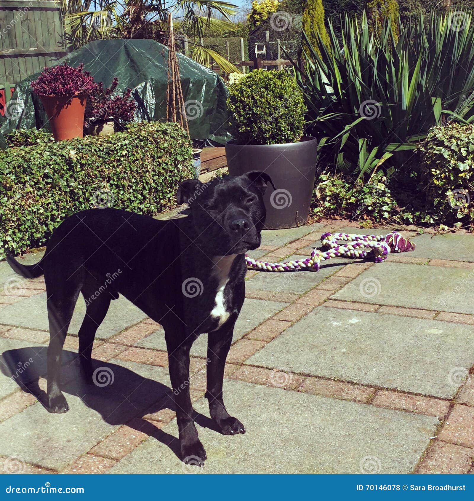 Jeb stock photo. Image of sisters, animal, cute - 70146078