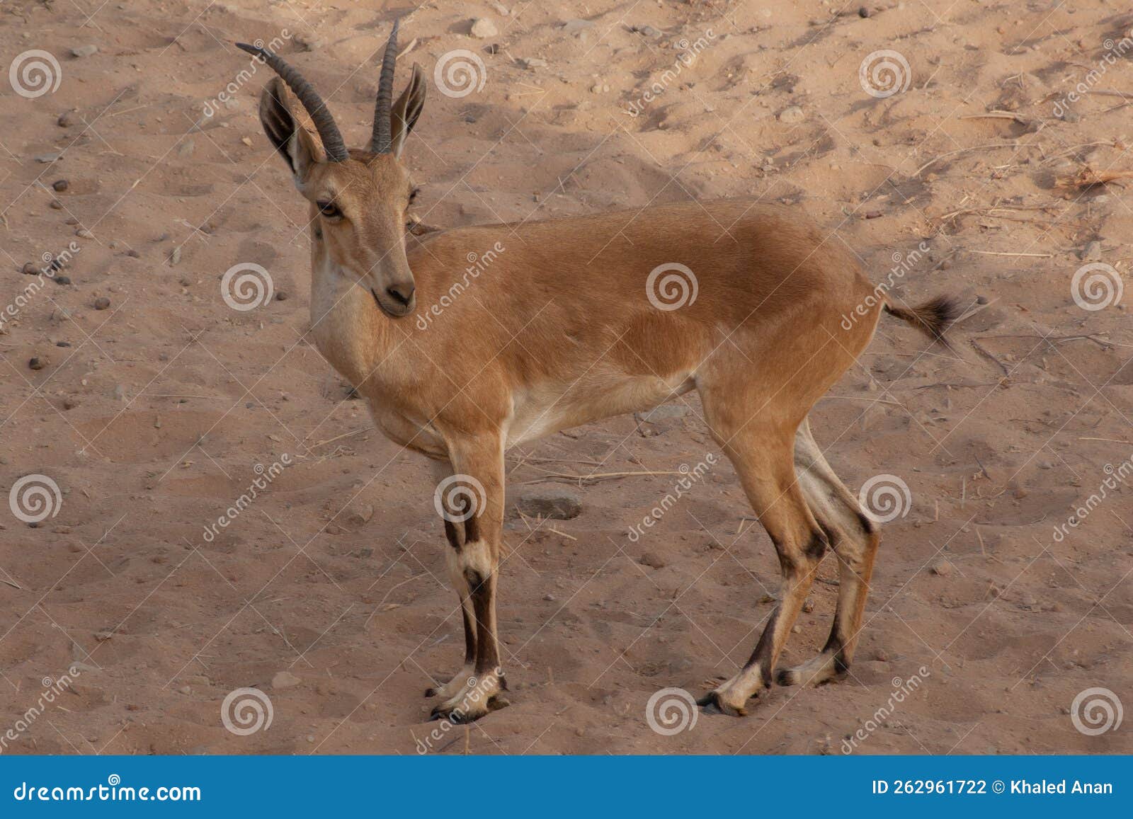 Horned Gazella, Jeddah Jungle, Saudi Arabia Stock Photo - Image of ...