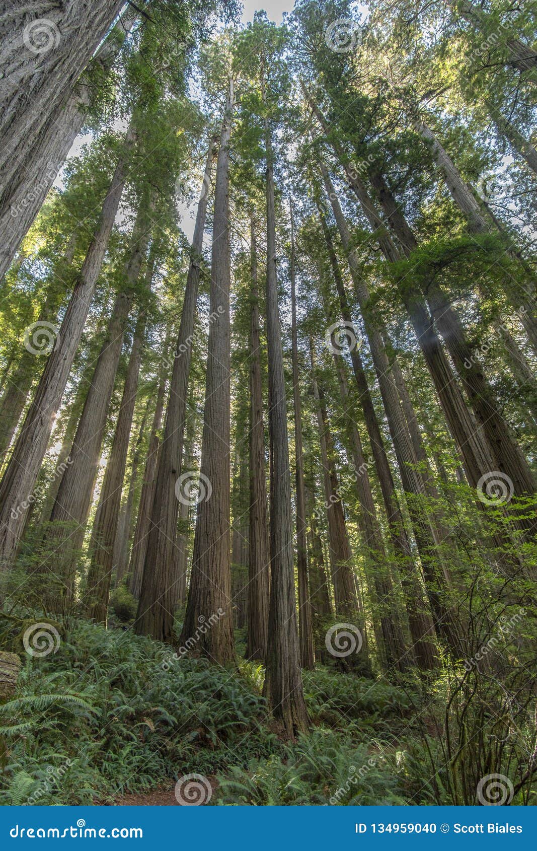 Jedediah Smith Redwood - Boy Scout Tree Trail Foto de archivo - Imagen ...