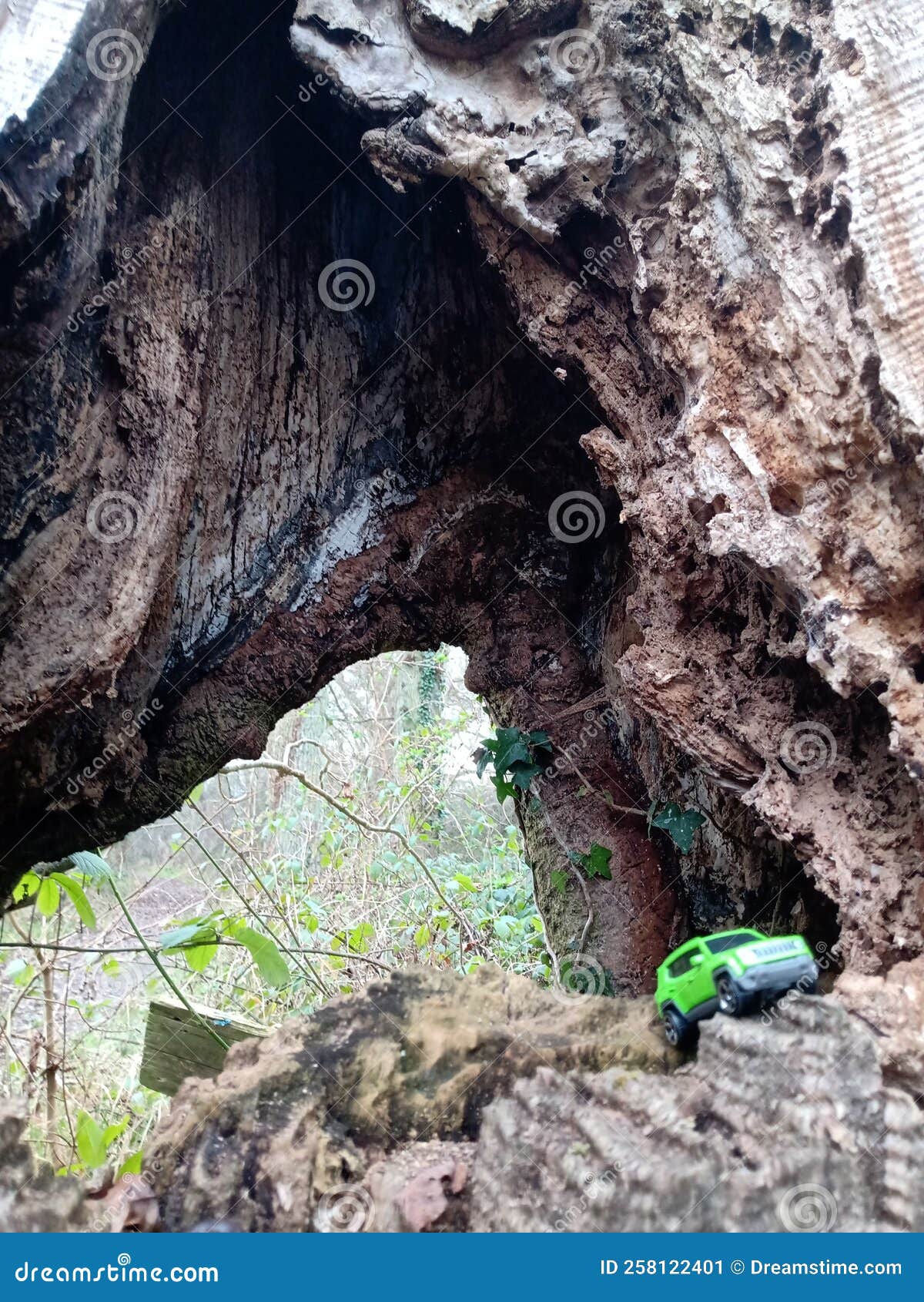Jeep Adventures Going through the Giant Tree Arch. Stock Image - Image ...