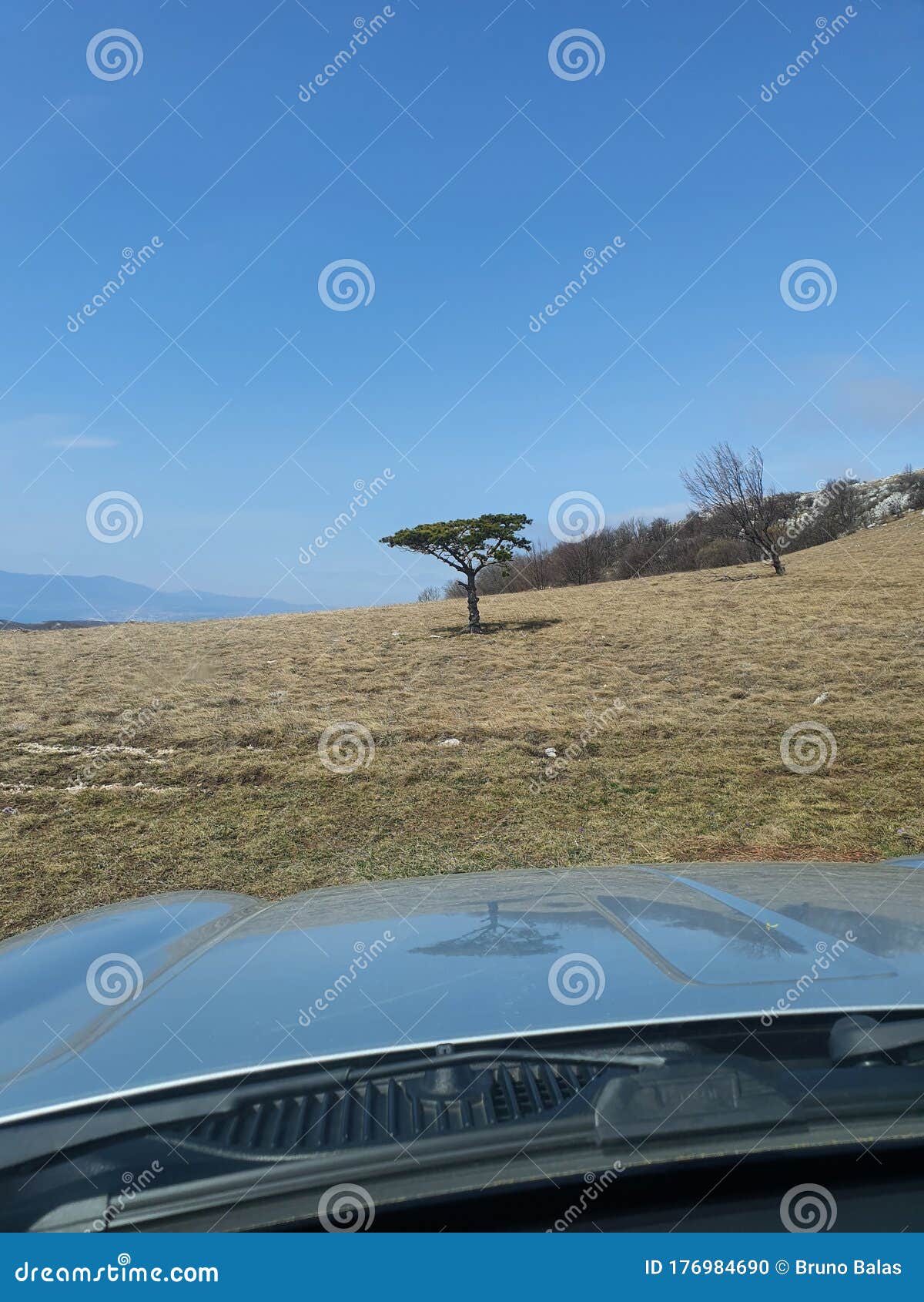 Jeep Tree alone sky nature stock photo. Image of jeep - 176984690