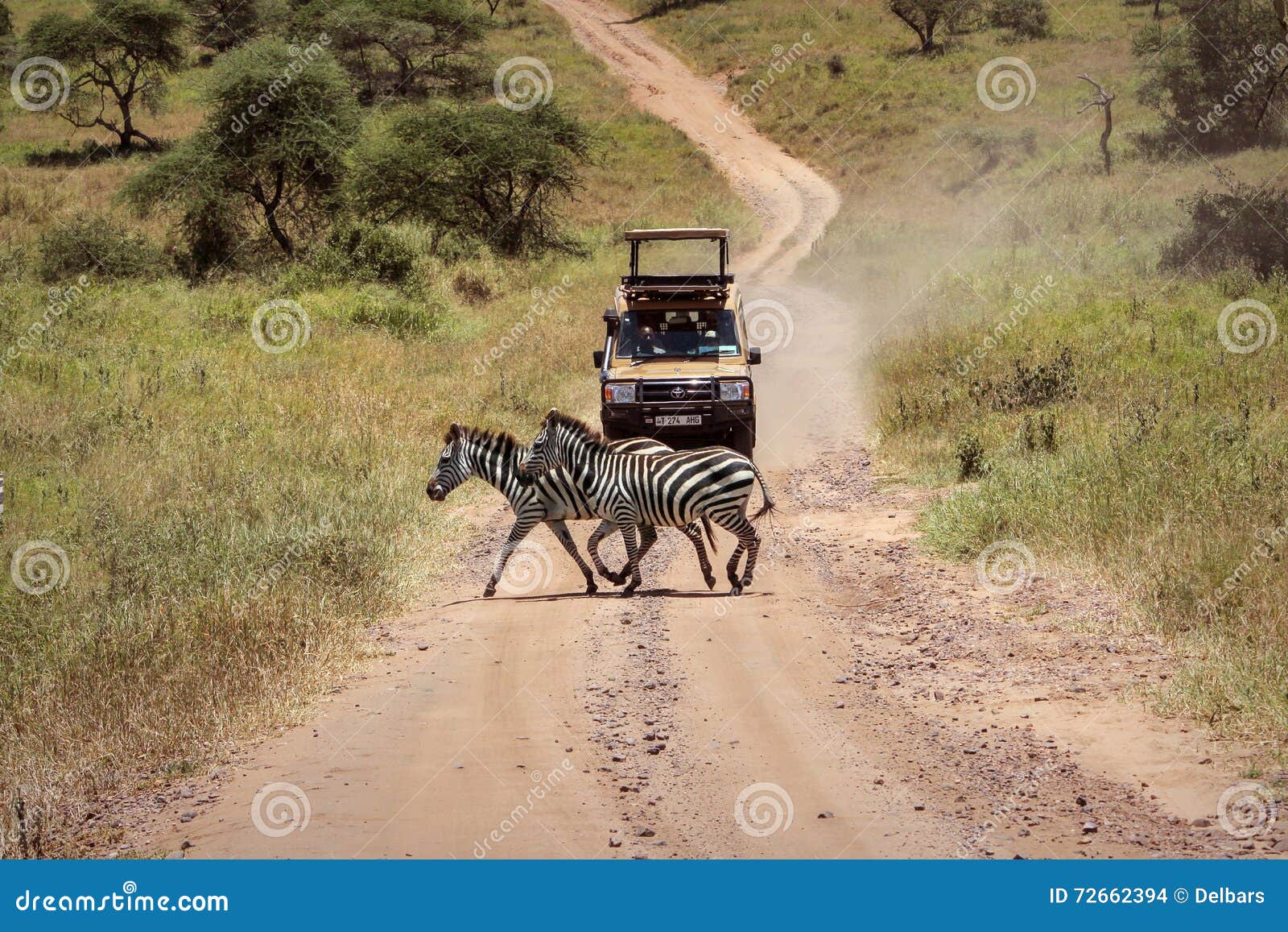 Jeep and zebras editorial stock image. Image of color - 72662394