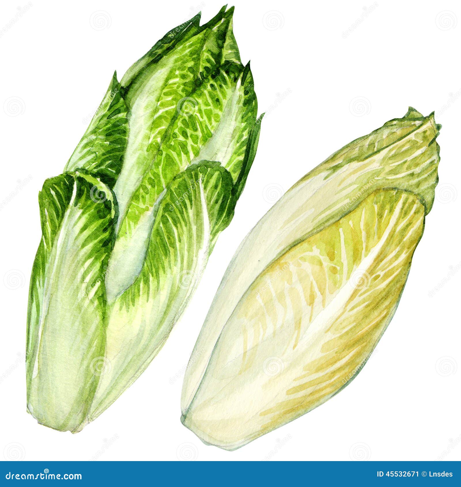 Jefe De La Achicoria De La Endibia Belga Stock de ilustración ...