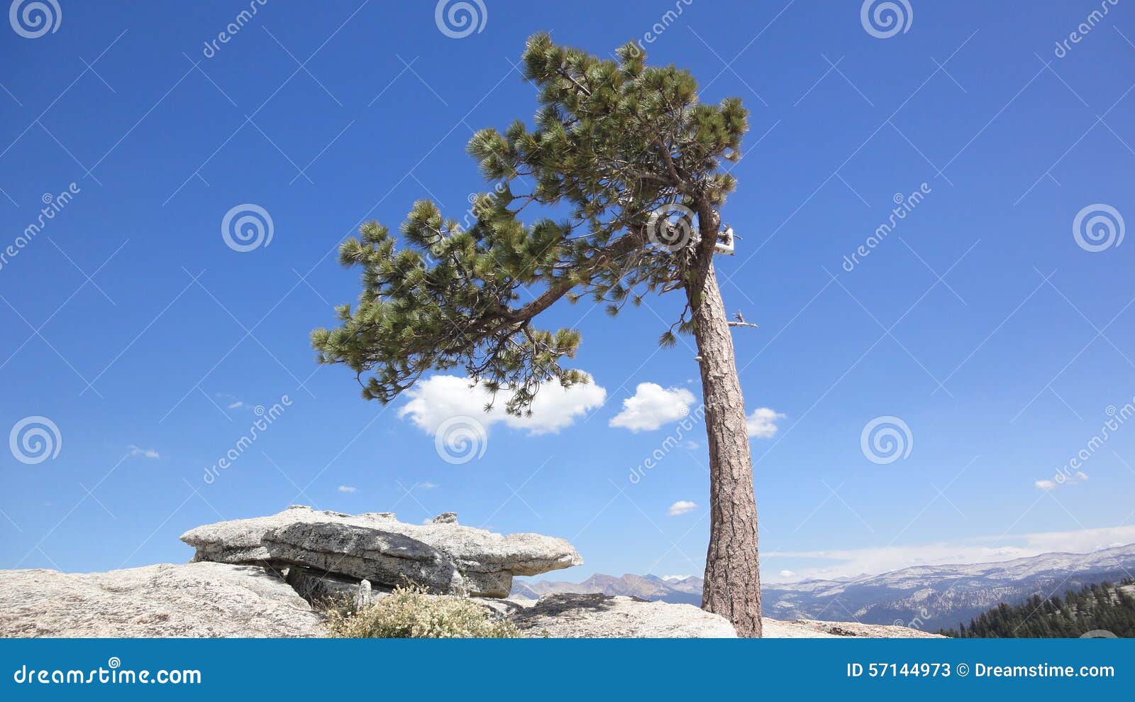 Jeffery Pine on Sentinel Dome Stock Image - Image of jeffery, dome ...