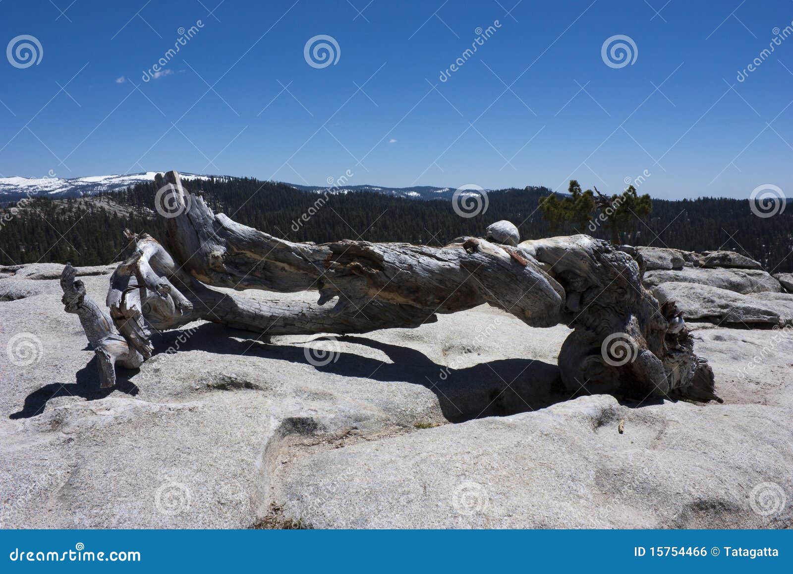 Jeffrey Pine Trees Forest On Mammoth Scenic Loop Road In Mammoth Lakes ...