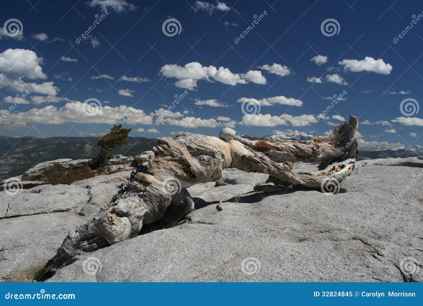 Jeffrey Pine, Sentinel Dome, Yosemite Stock Image - Image of sierra ...