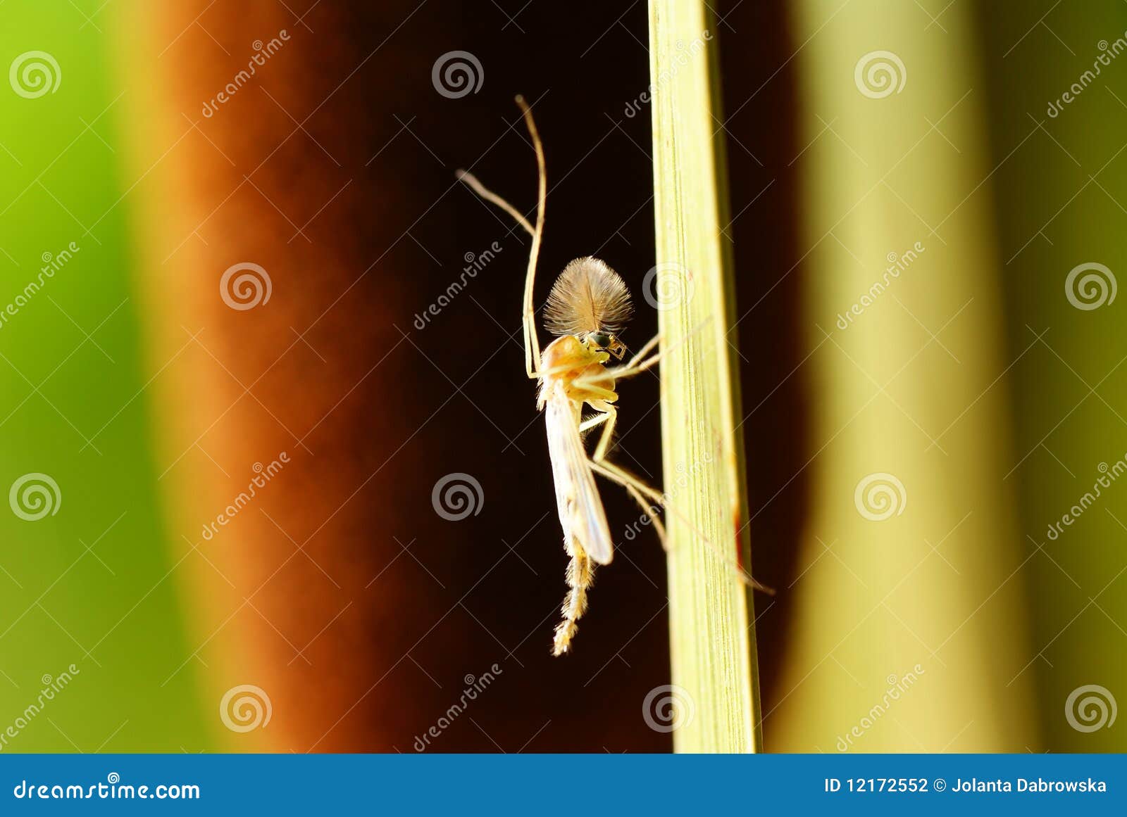 Jején foto de archivo. Imagen de mosquito, animal, poco - 12172552