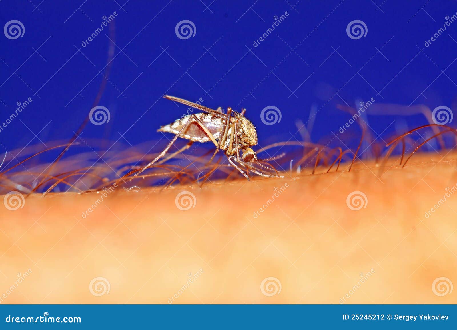 Jején foto de archivo. Imagen de hambriento, mordedura - 25245212