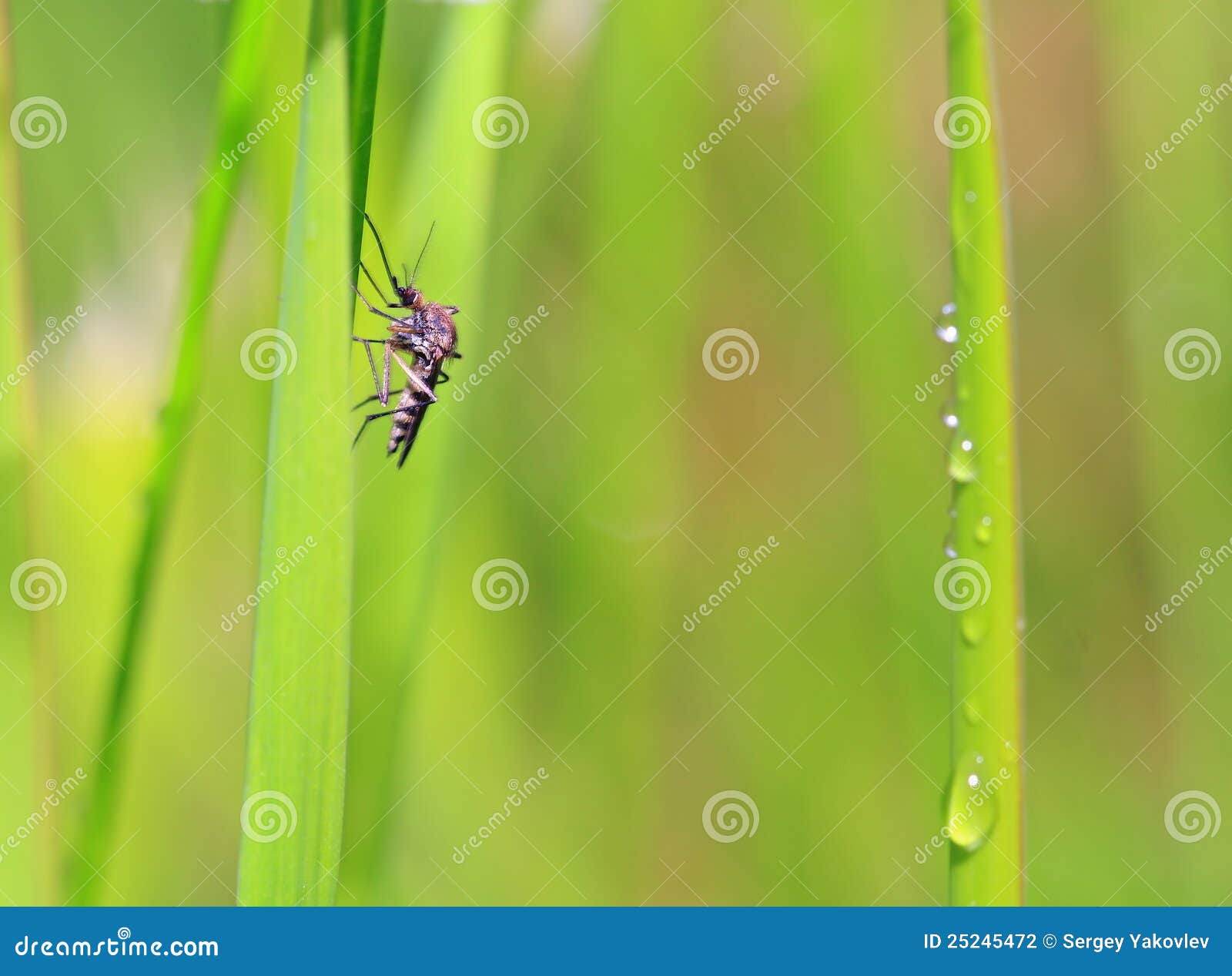 Jején foto de archivo. Imagen de mordedura, insecto, parachoques - 25245472