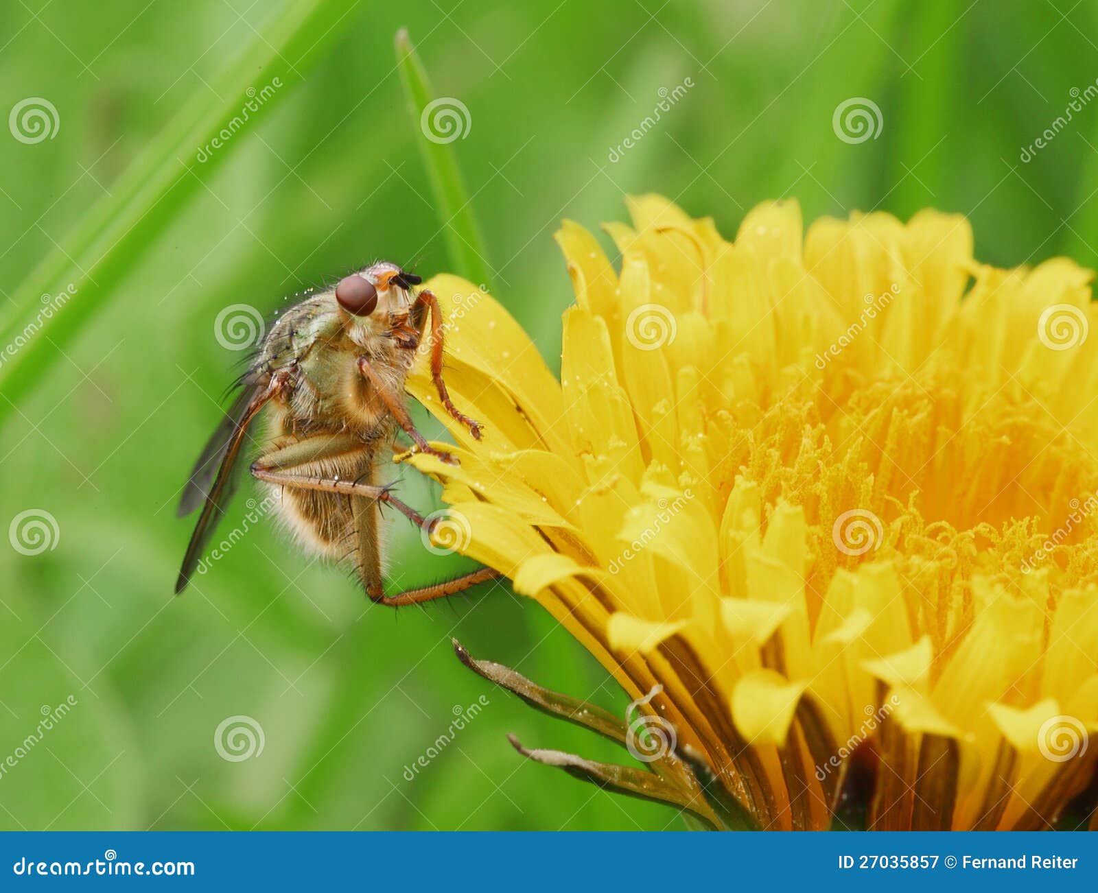 Jején imagen de archivo. Imagen de amarillo, girasol - 27035857