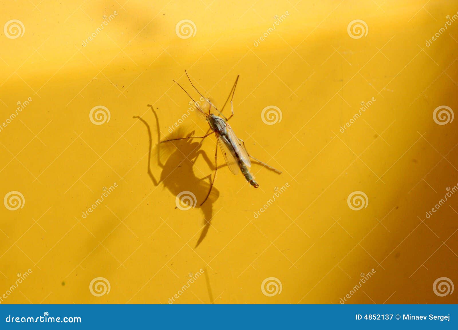 Jején imagen de archivo. Imagen de paludismo, blanco, enfermedad - 4852137