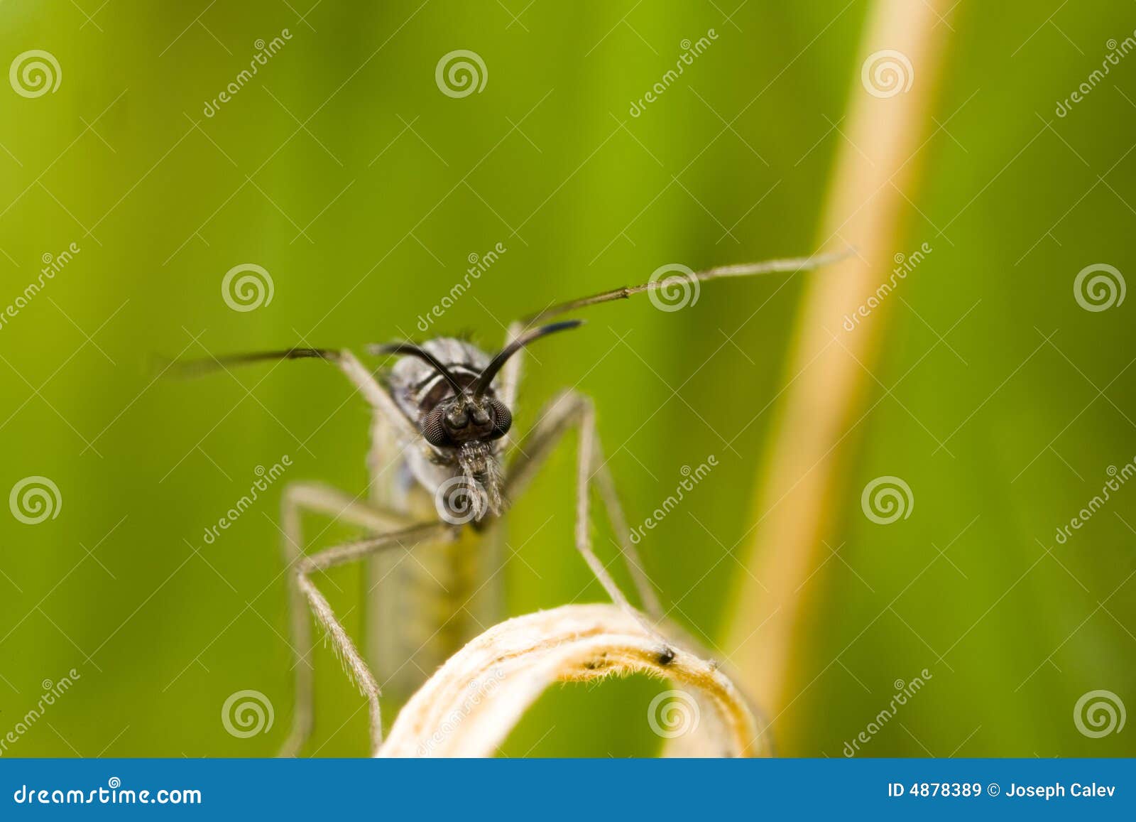 Jején imagen de archivo. Imagen de hierba, acertijo, insecto - 4878389