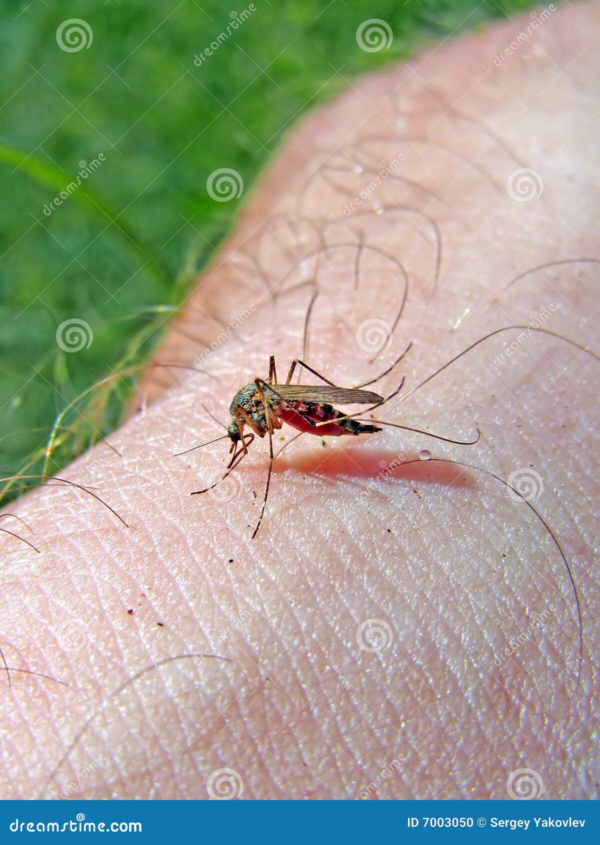 Jején foto de archivo. Imagen de pinchazo, enfermedad - 7003050