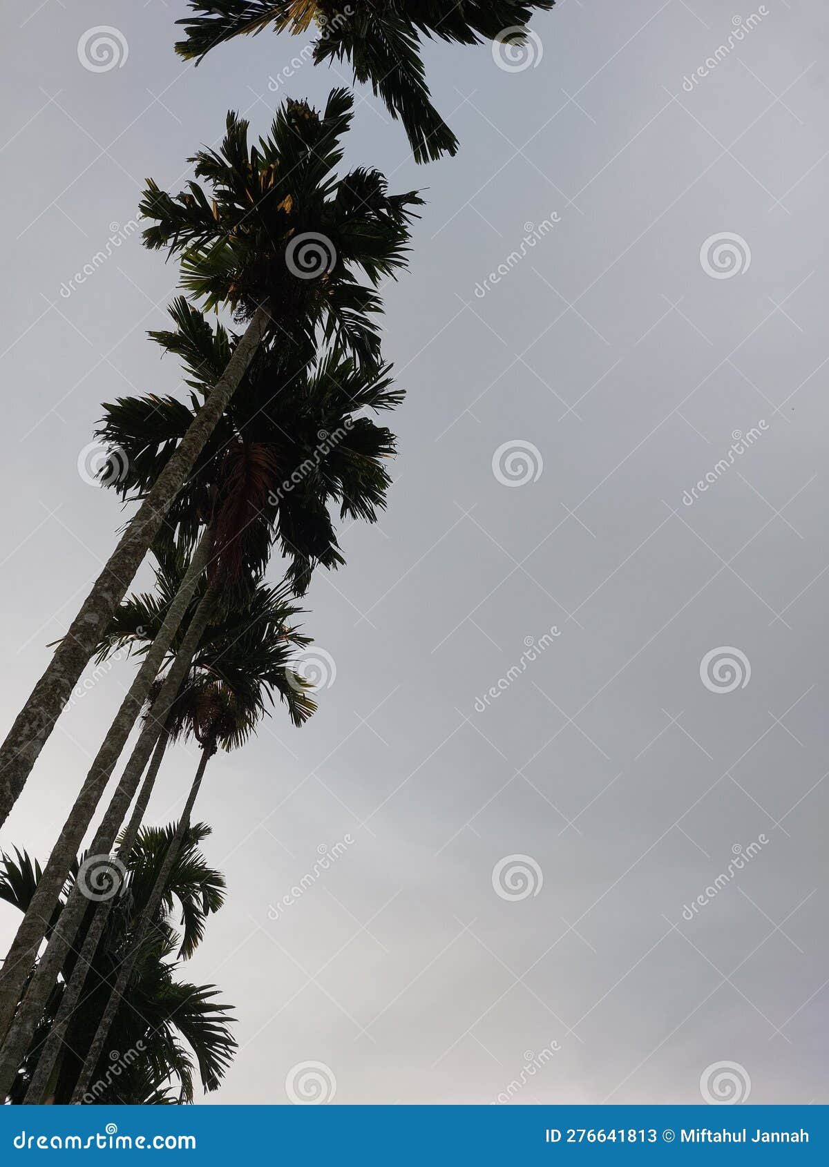 Pohon Pinang Stock Photos - Free & Royalty-Free Stock Photos from ...