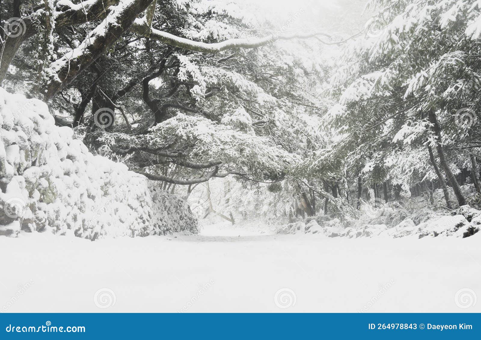 Jeju Bijarim Forest and Snow Stock Image - Image of snow, nature: 264978843