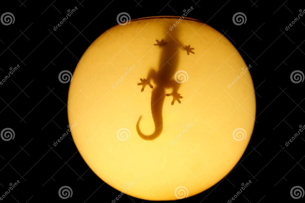 Jeko stock image. Image of jeko, wild, tail, wildlife - 23675853