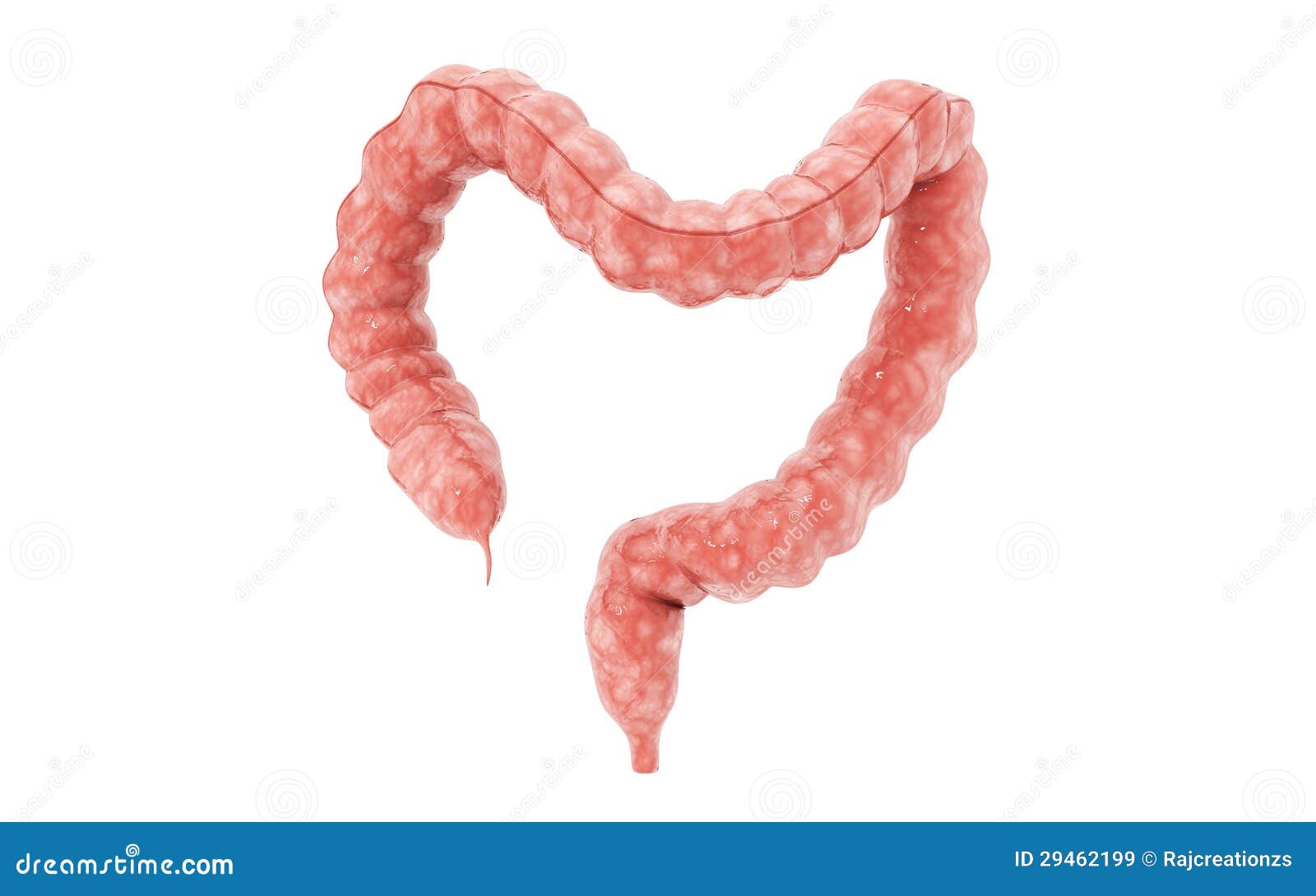 Jelito obraz stock. Obraz złożonej z anatomia, biologia - 29462199