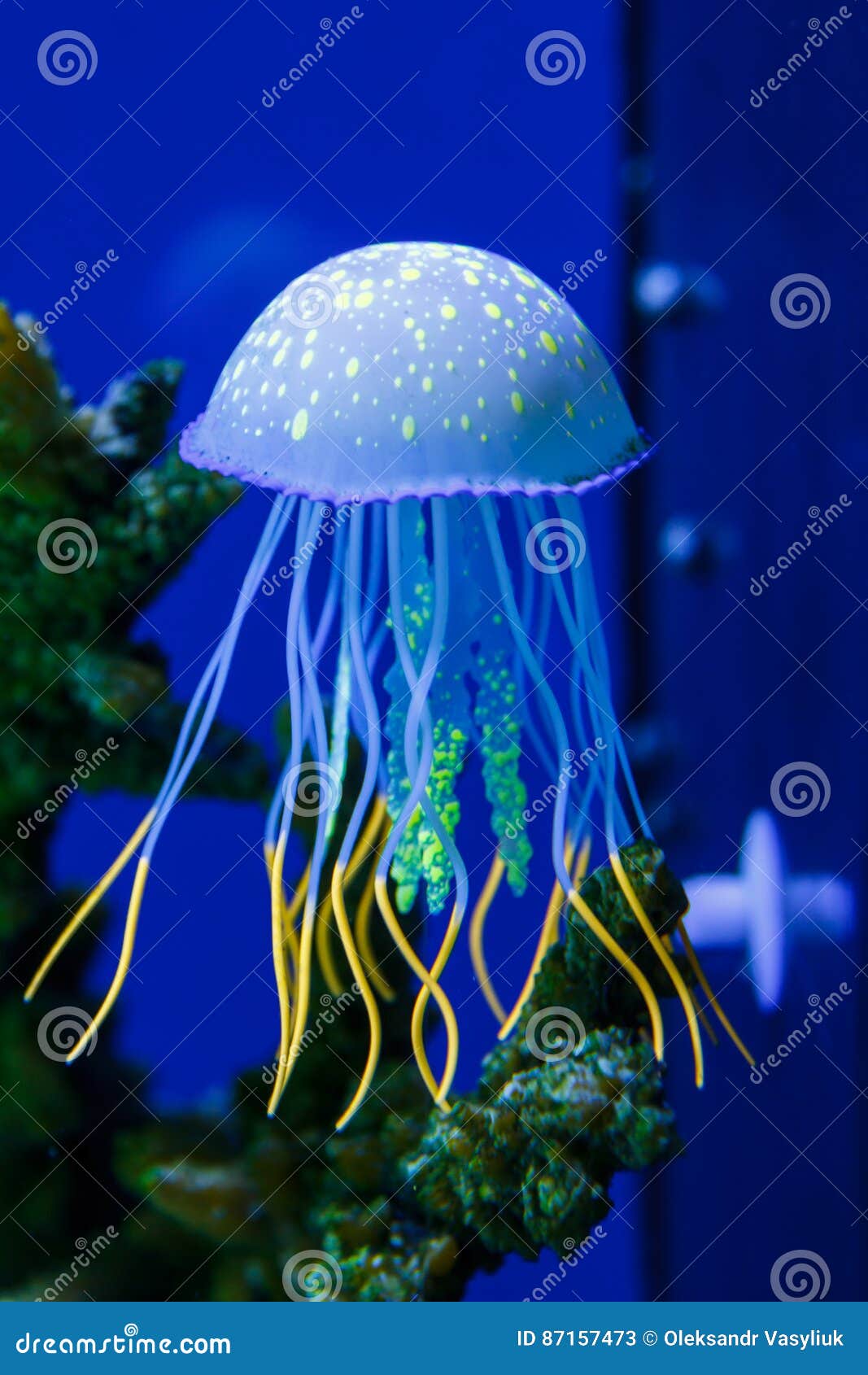 Jellifish i n the aquarium stock image. Image of environment - 87157473