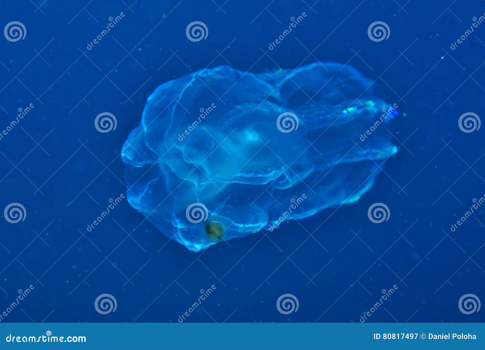 Jelly in blue water stock image. Image of watery, plankton - 80817497