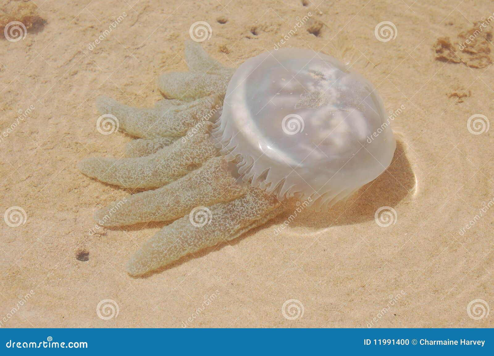 Jelly fish stock photo. Image of blob, coastal, blubber - 11991400