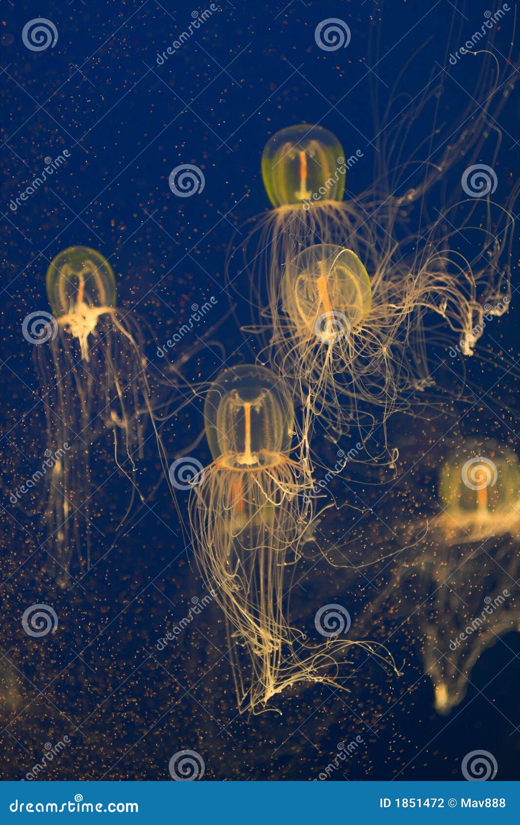 Jelly Fish Stock Image | CartoonDealer.com #137072305