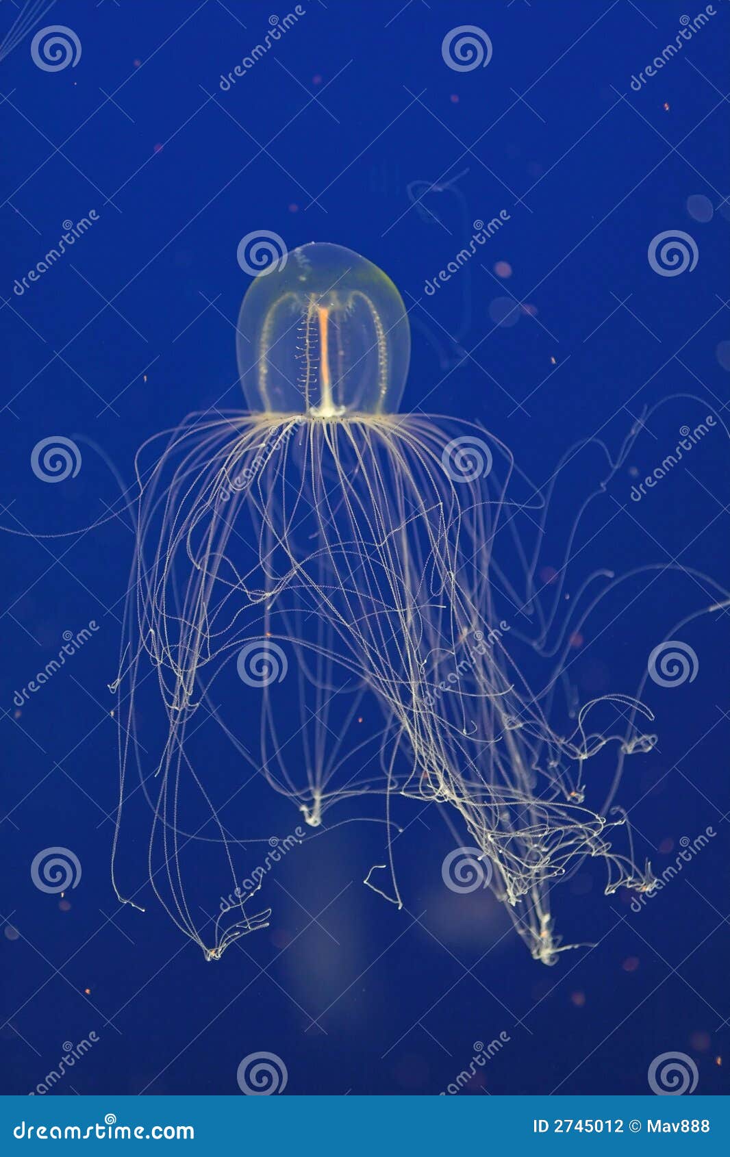 Jelly Fish Stock Image | CartoonDealer.com #137072305