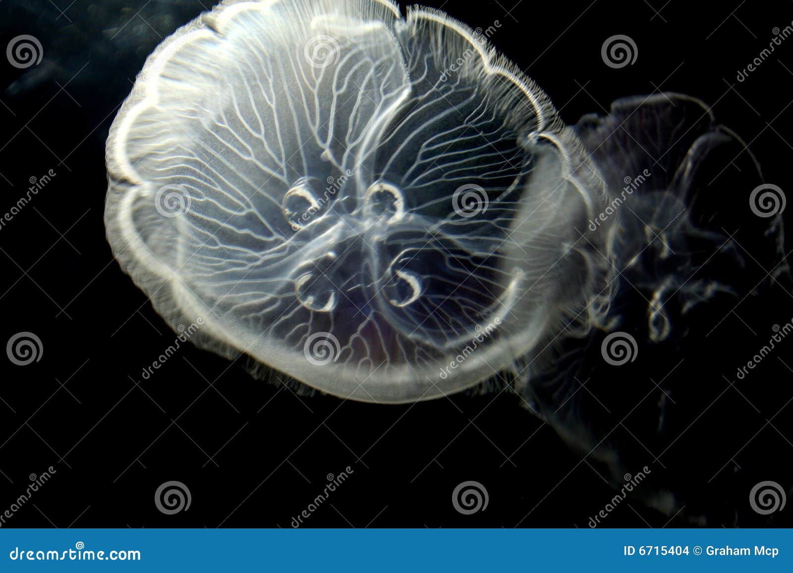 Jelly Fish 4 stock photo. Image of jelly, fish, white - 6715404