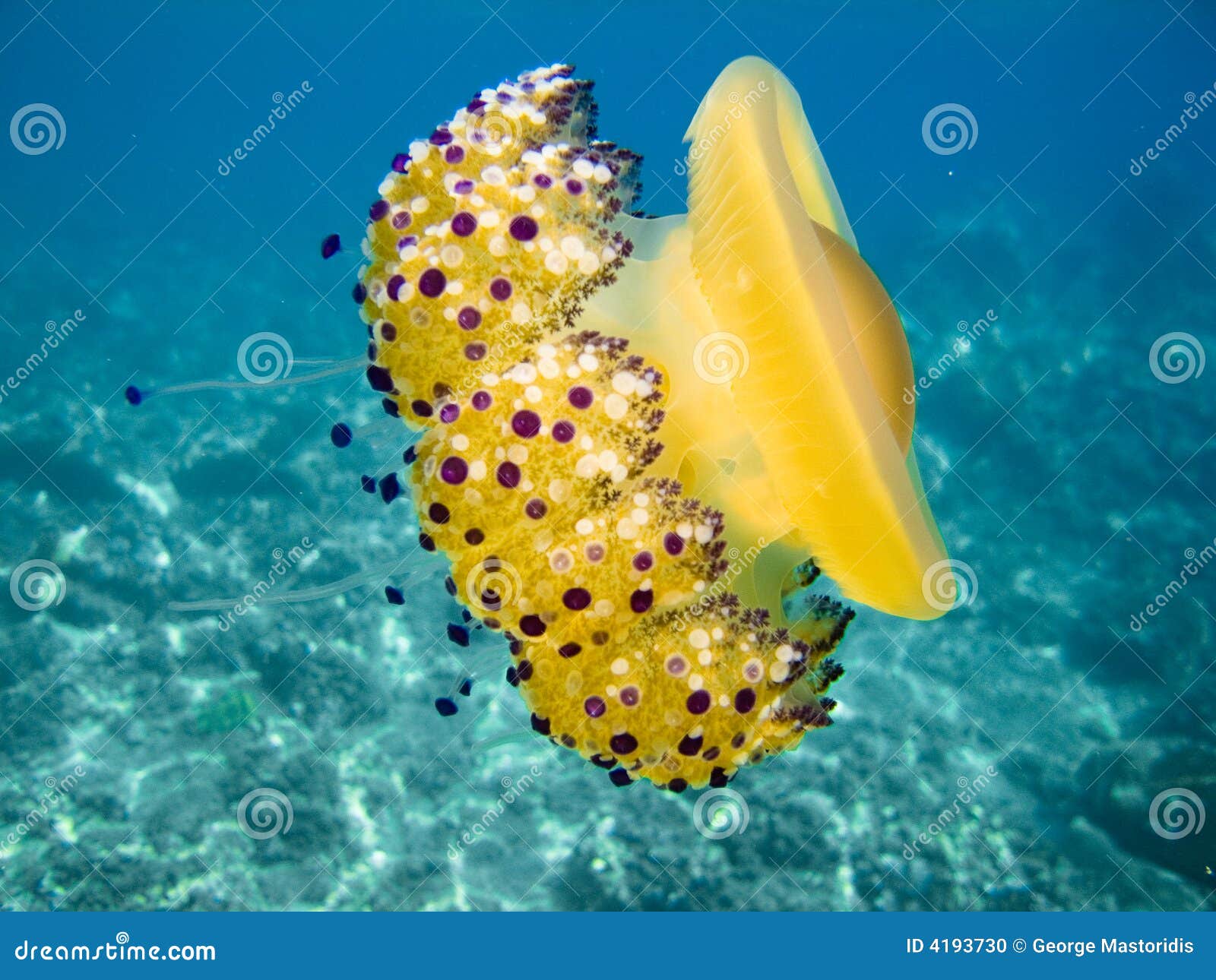 Jelly fish stock photo. Image of rocky, purple, jelly - 4193730
