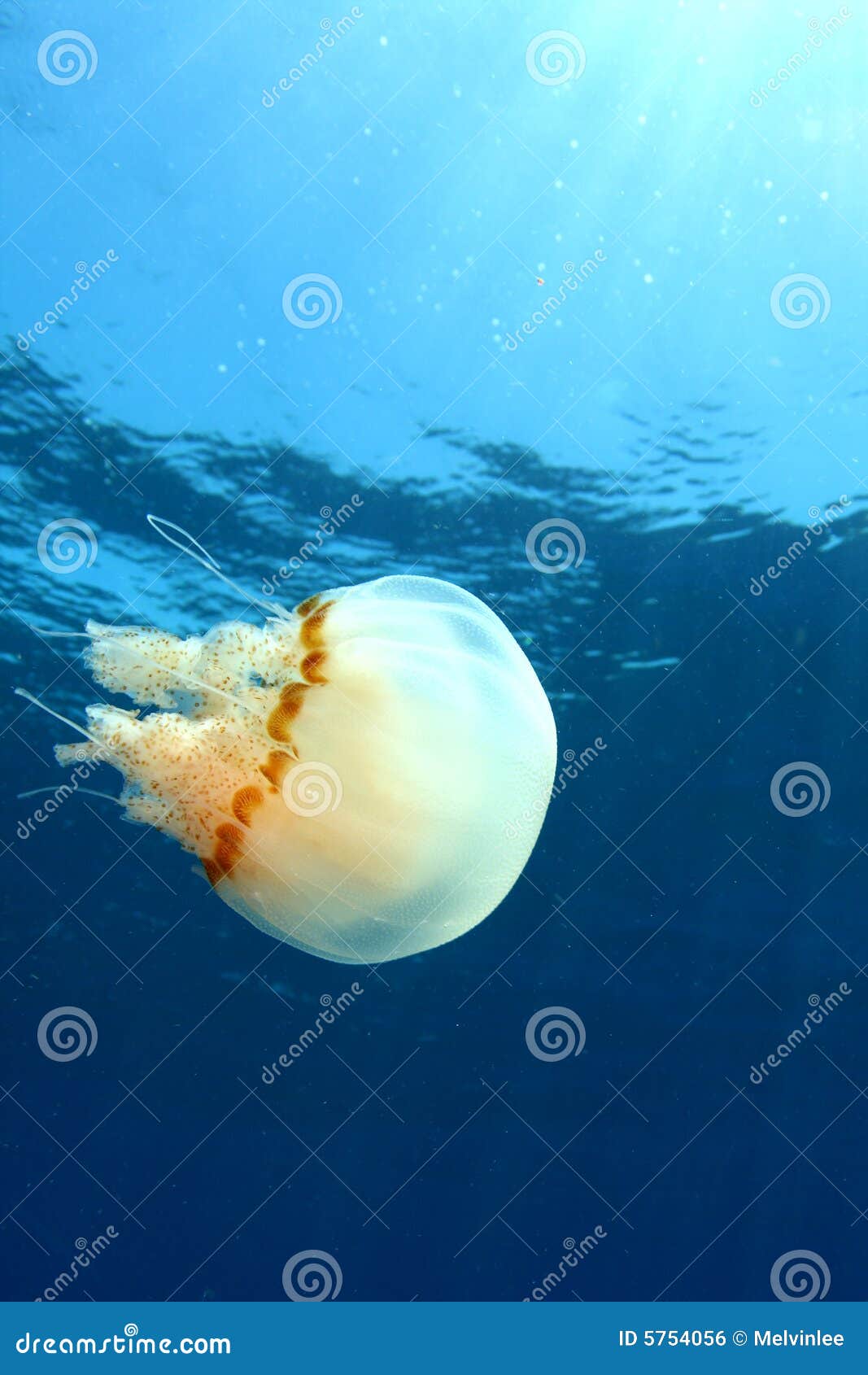 Jelly fish stock photo. Image of saltwater, malaysia, wildlife - 5754056