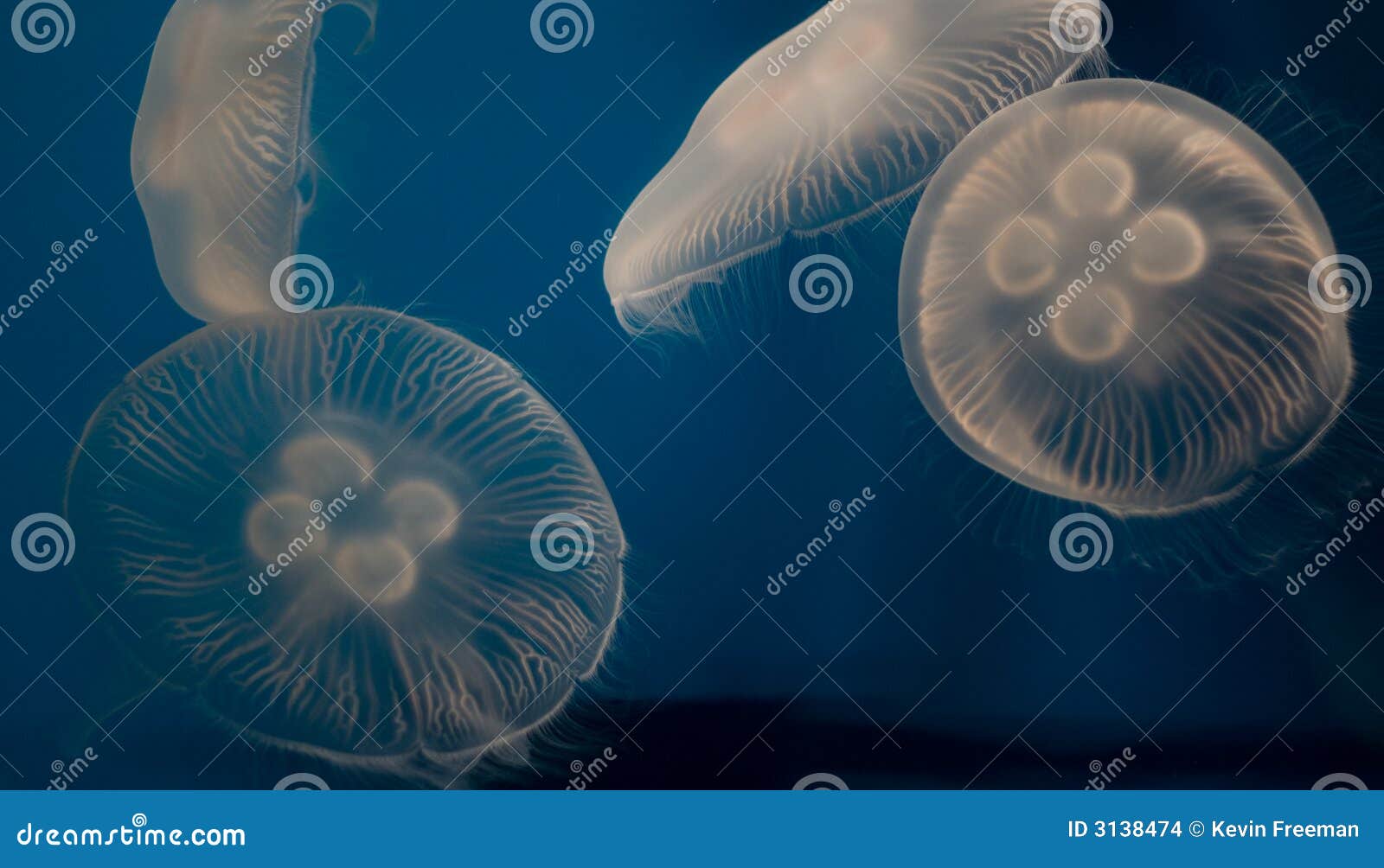 Jelly Fish Abstract stock photo. Image of swimming, shape - 3138474