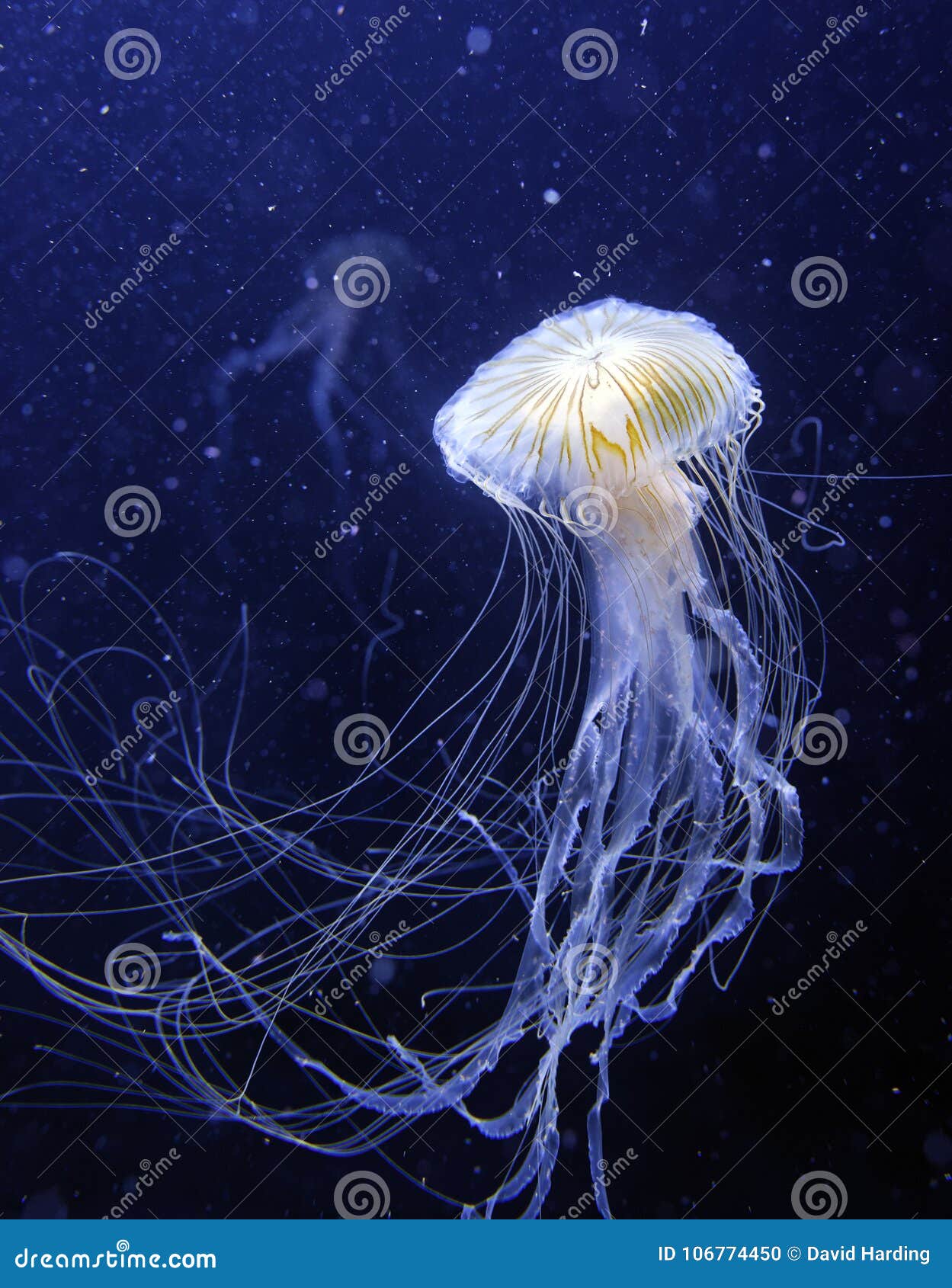 Jelly fish stock photo. Image of sealife, jellyfish - 106774450