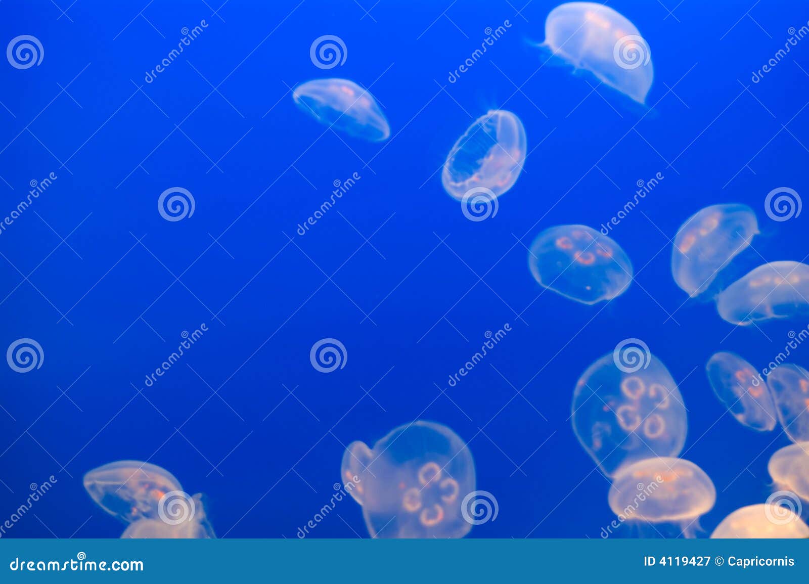202 Fish Swarm Pattern Stock Photos - Free & Royalty-Free Stock Photos ...