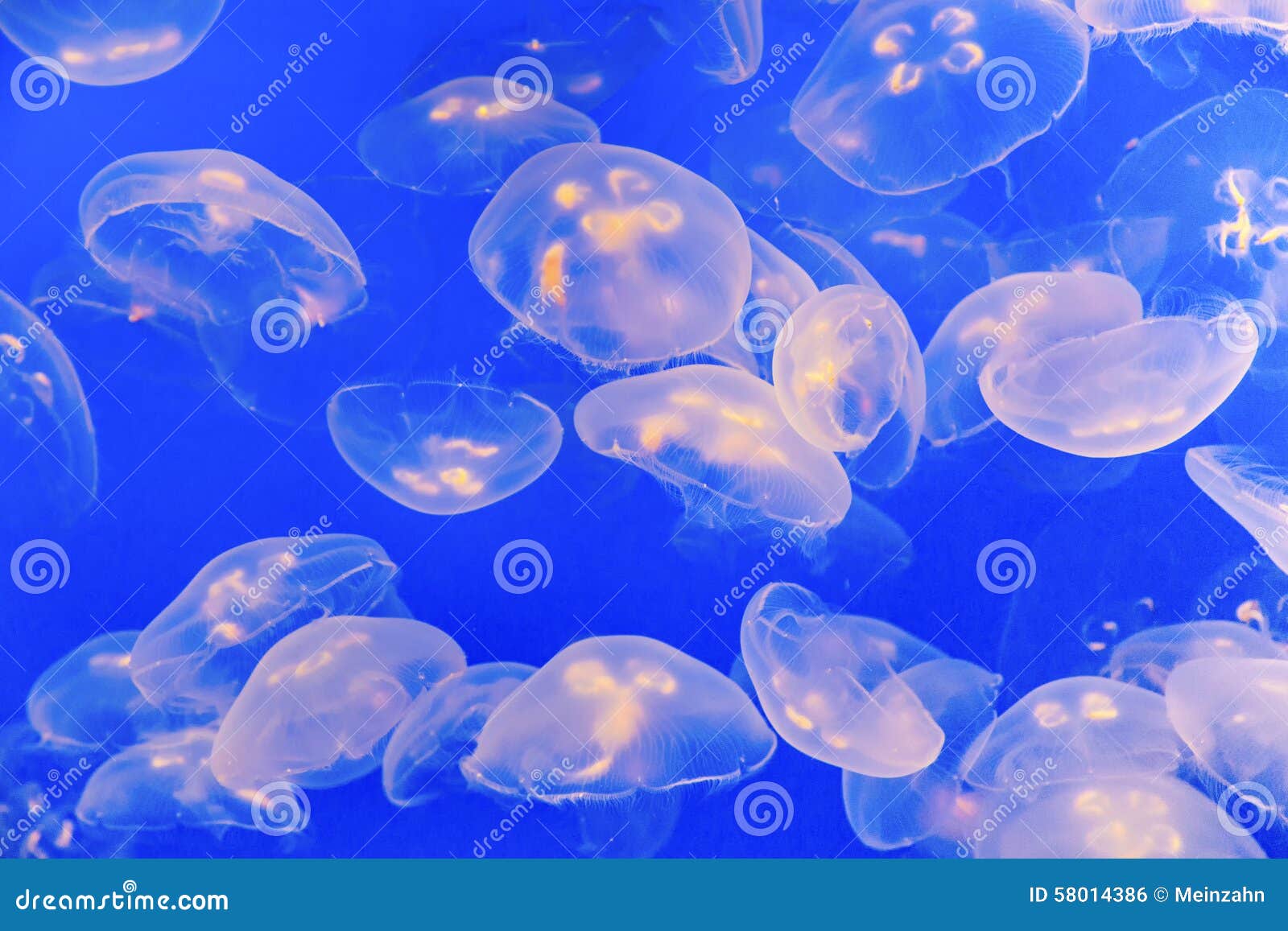 Jelly fish in the blue sea stock photo. Image of graphic - 58014386