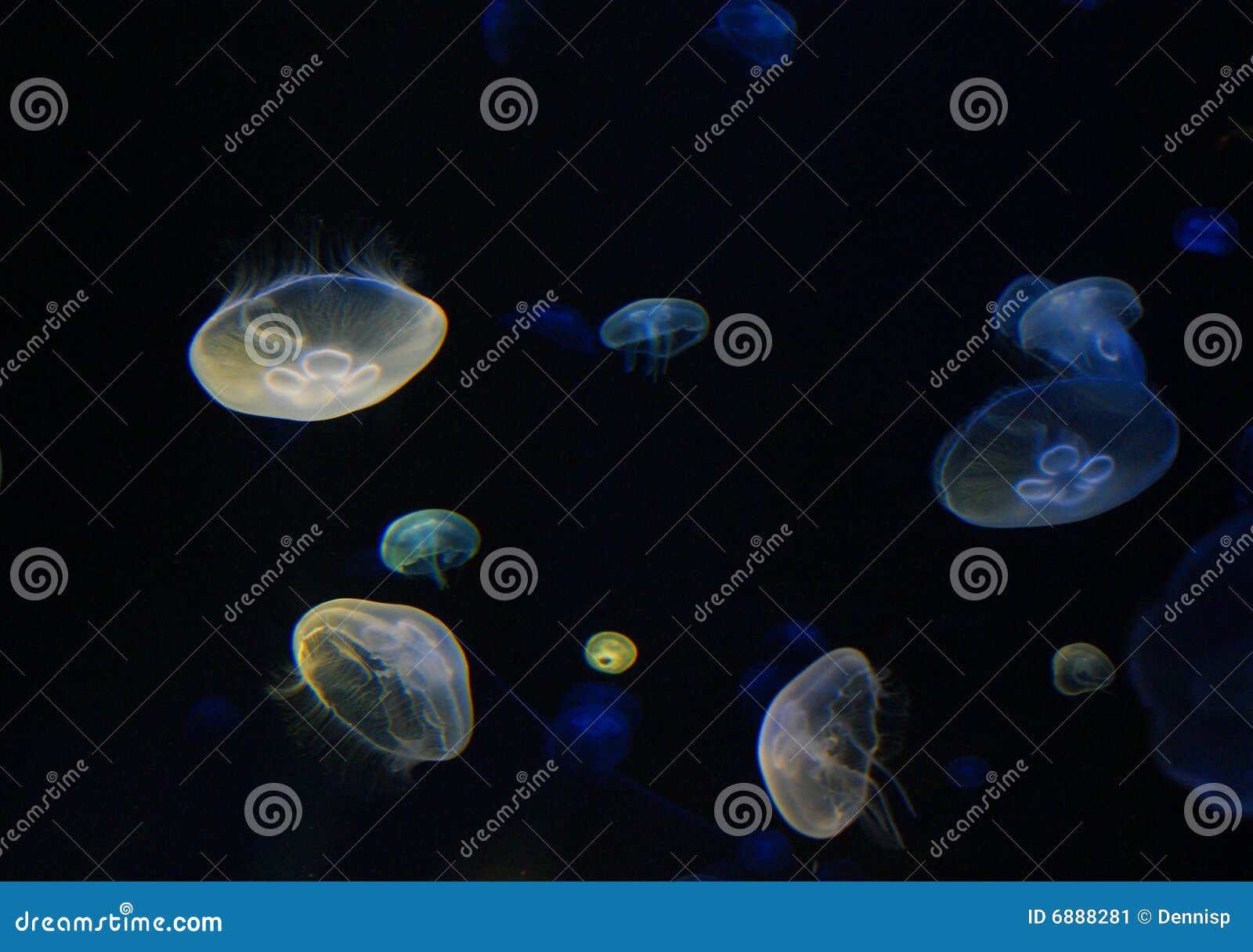 Jelly Fish s stock image. Image of animals, aquatic, animal - 6888281