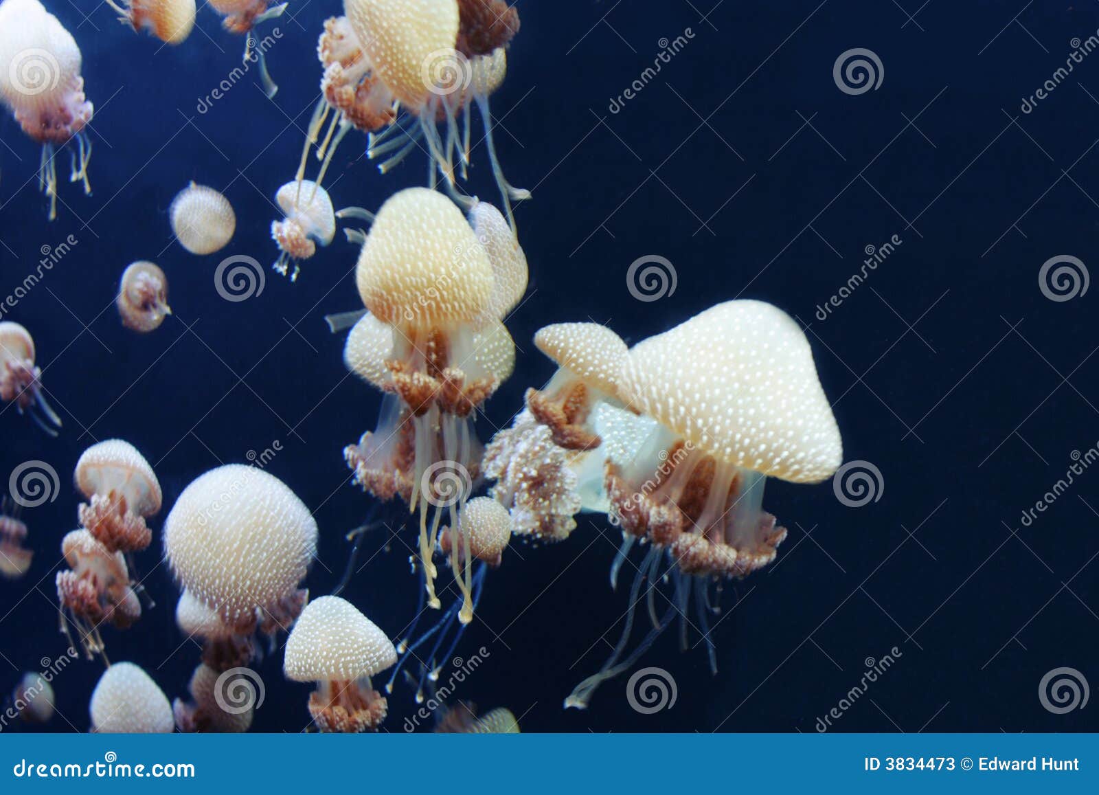 Jelly Fish Swarm stock image. Image of diving, ocean, jellyfish - 3834473