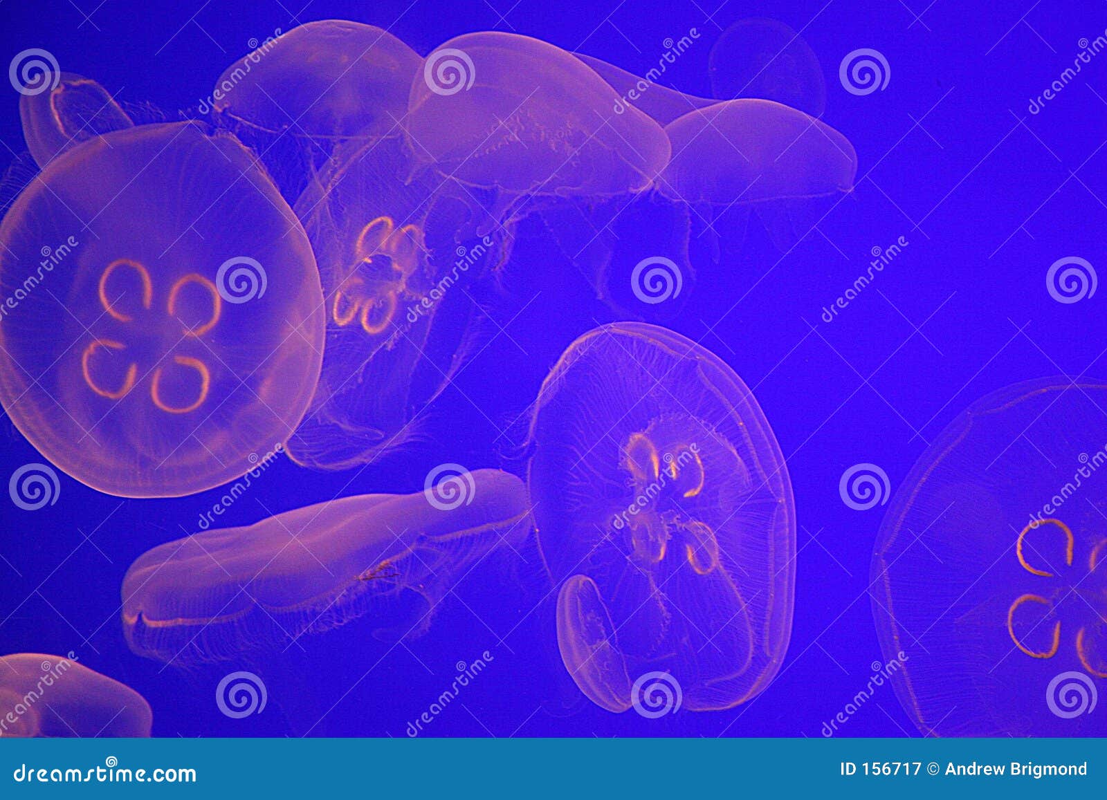 Jelly Fish Under UV Light stock image. Image of blacklight - 156717