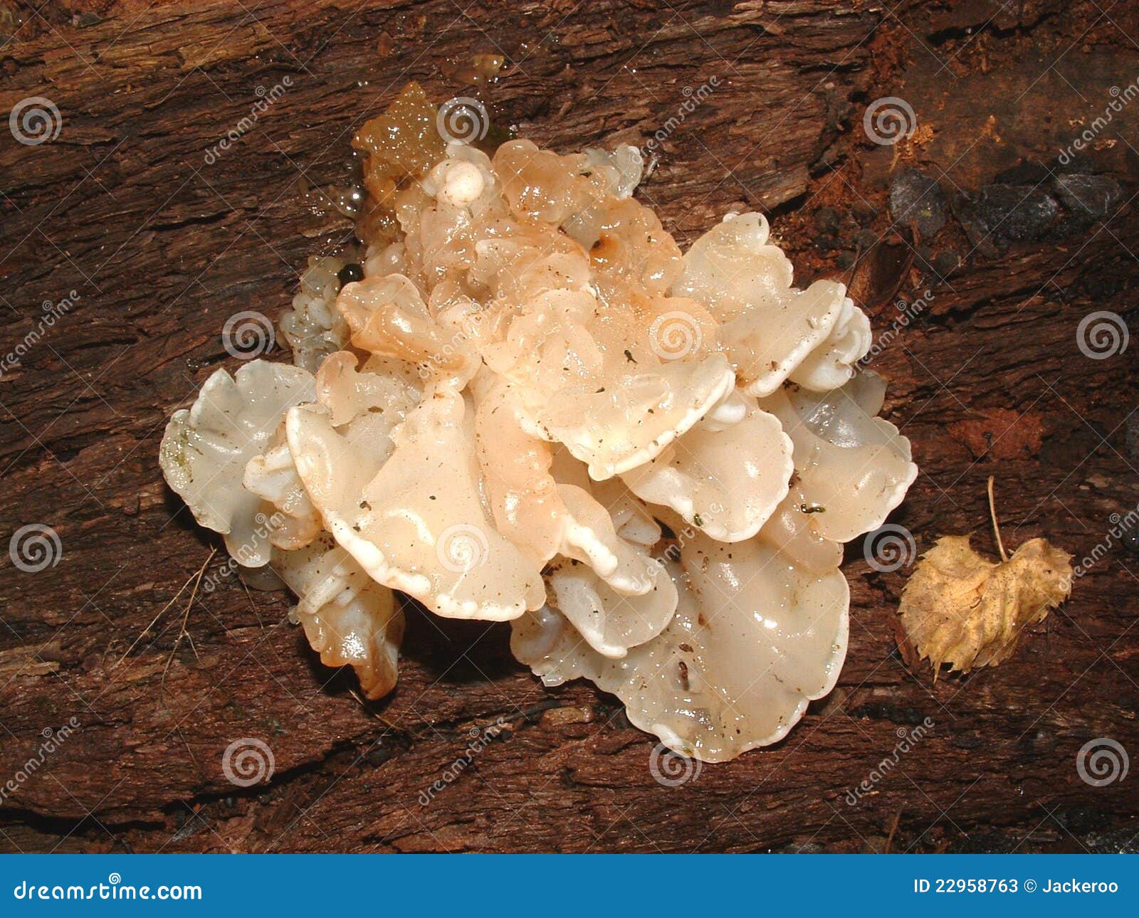 Tremella Species Stock Photos - Free & Royalty-Free Stock Photos from ...