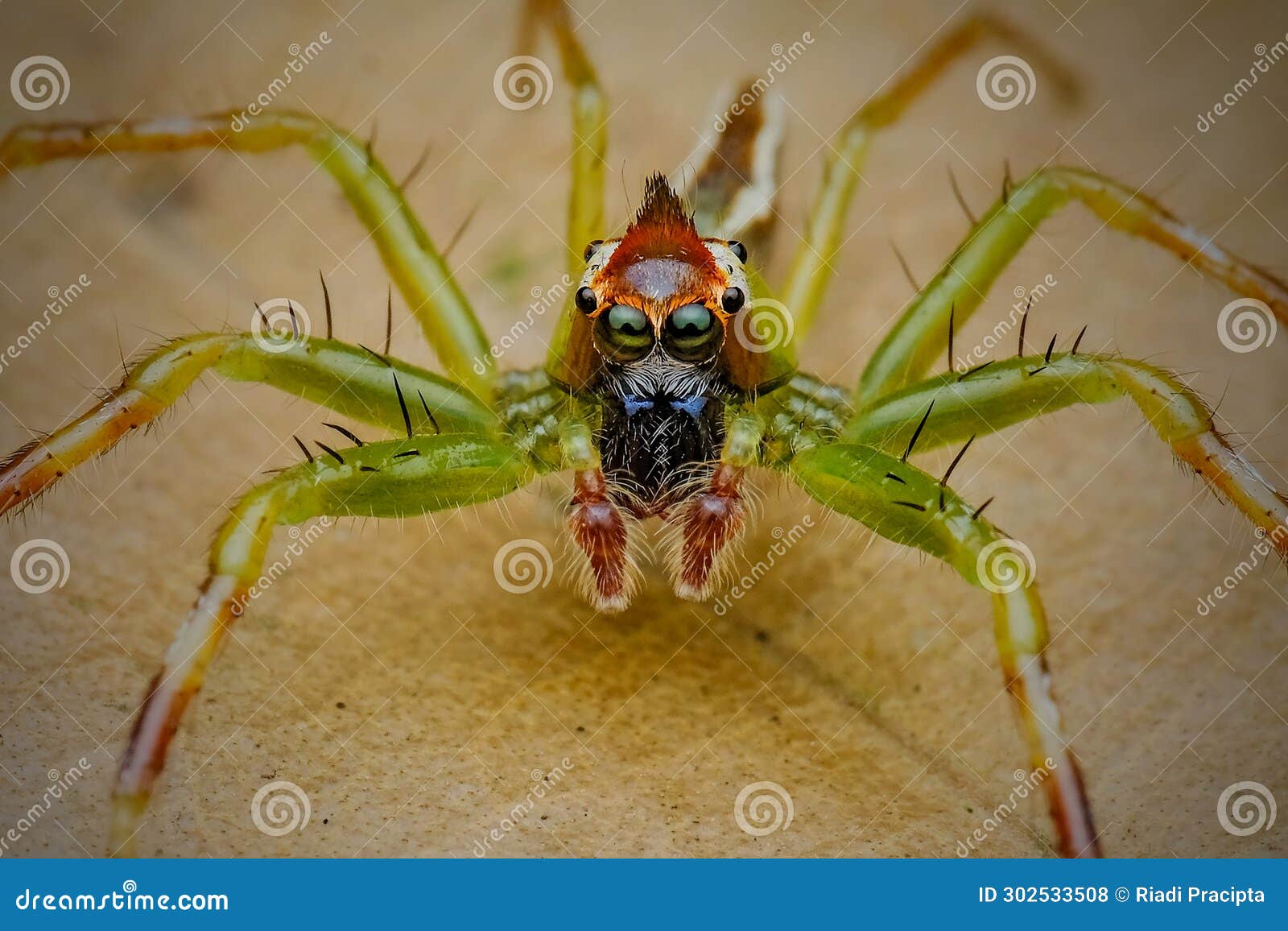 Jelly jumping spider stock photo. Image of spider, hunter - 302533508
