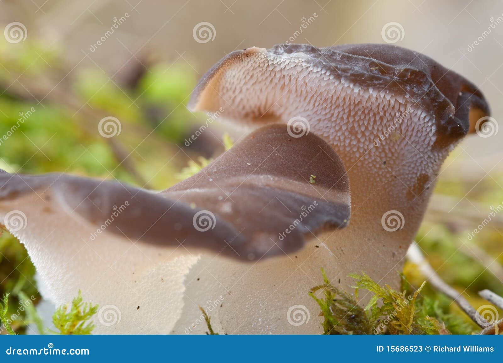 Jelly Tooth stock image. Image of tooth, pseudohydnum - 15686523