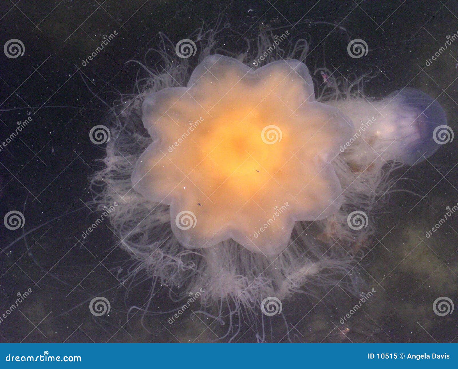 Jellyfish stock image. Image of fresh, transparent, yellow - 10515