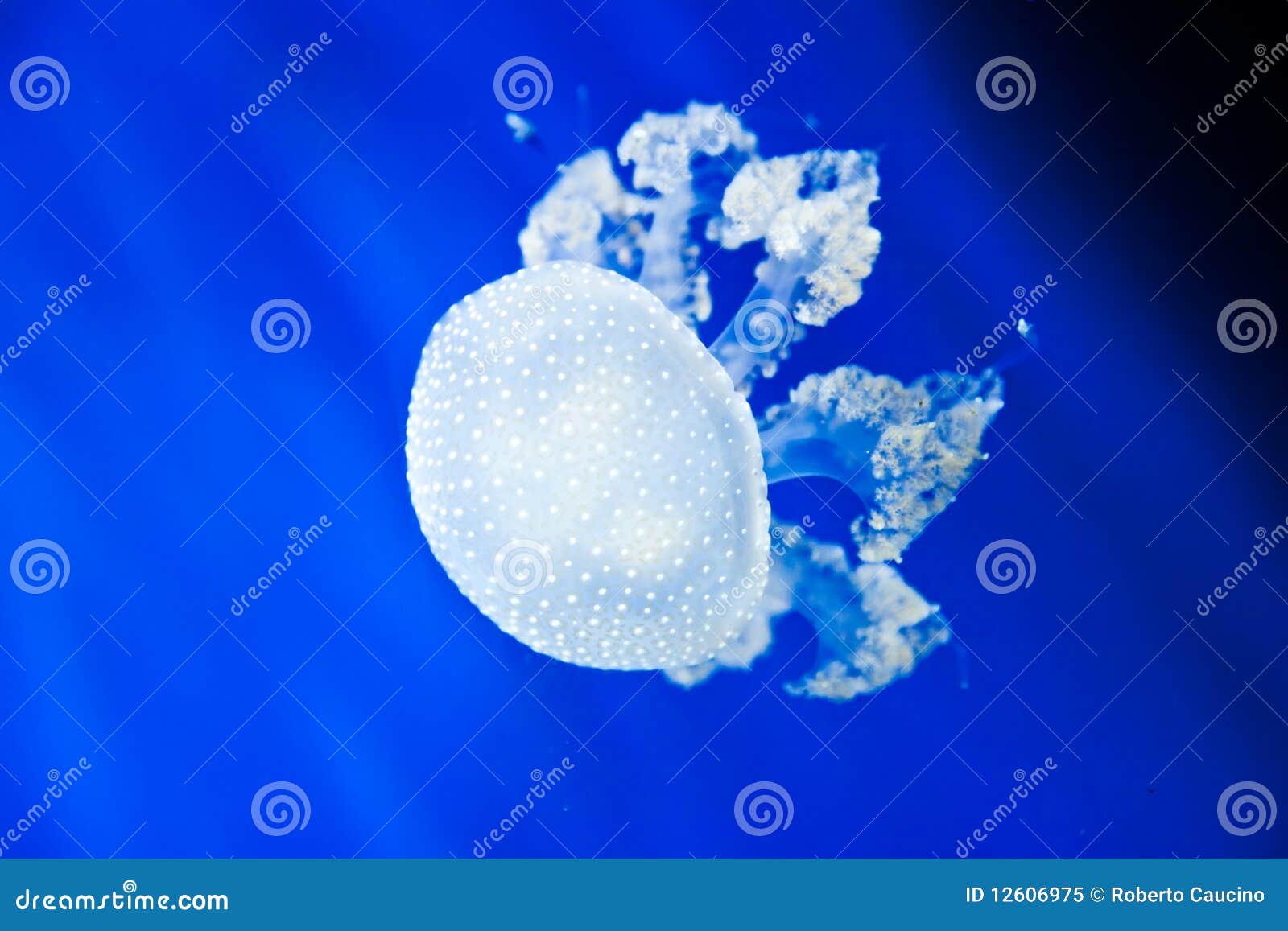 Jellyfish Royalty Free Stock Photo - Image: 12606975