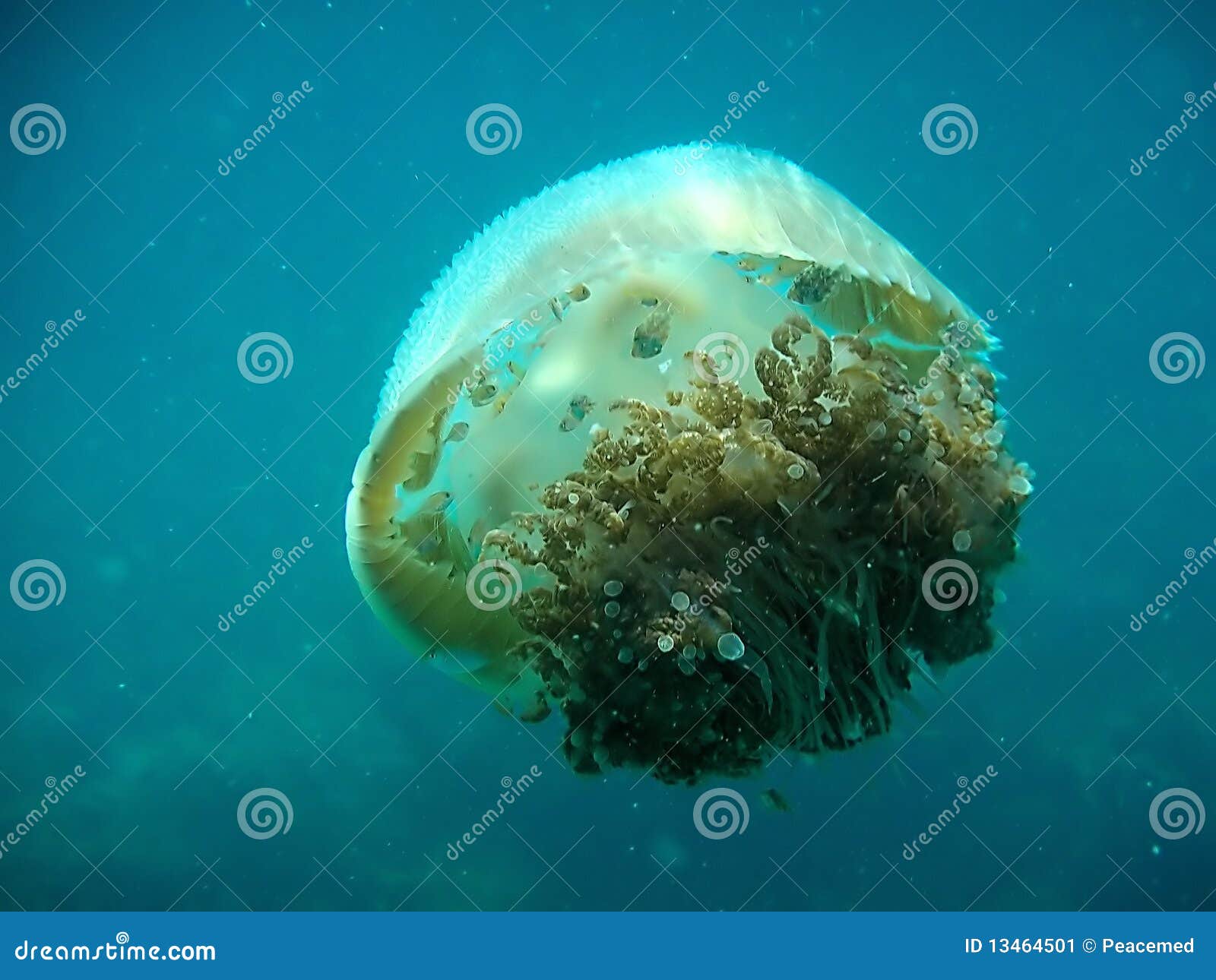 Jellyfish stock image. Image of dive, diving, blue, deep - 13464501