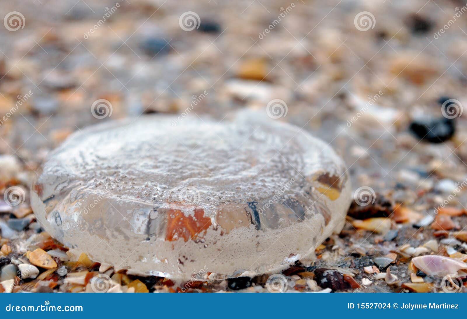 Jellyfish stock photo. Image of shells, coastal, marine - 15527024