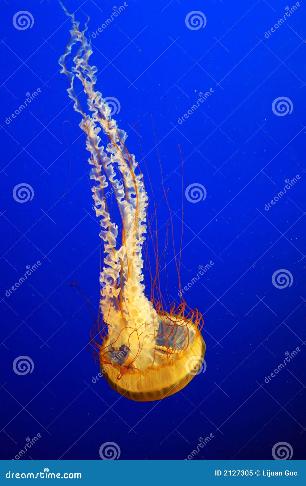 Saphire Blue Color Pictures And Images - RGB Color Hex Code [#0040FF - 25%]