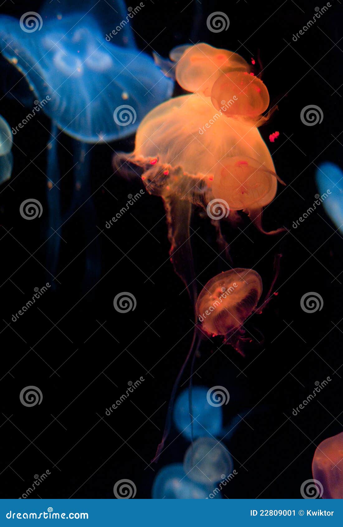 Jellyfish stock image. Image of exotic, jellyfish, peaceful - 22809001
