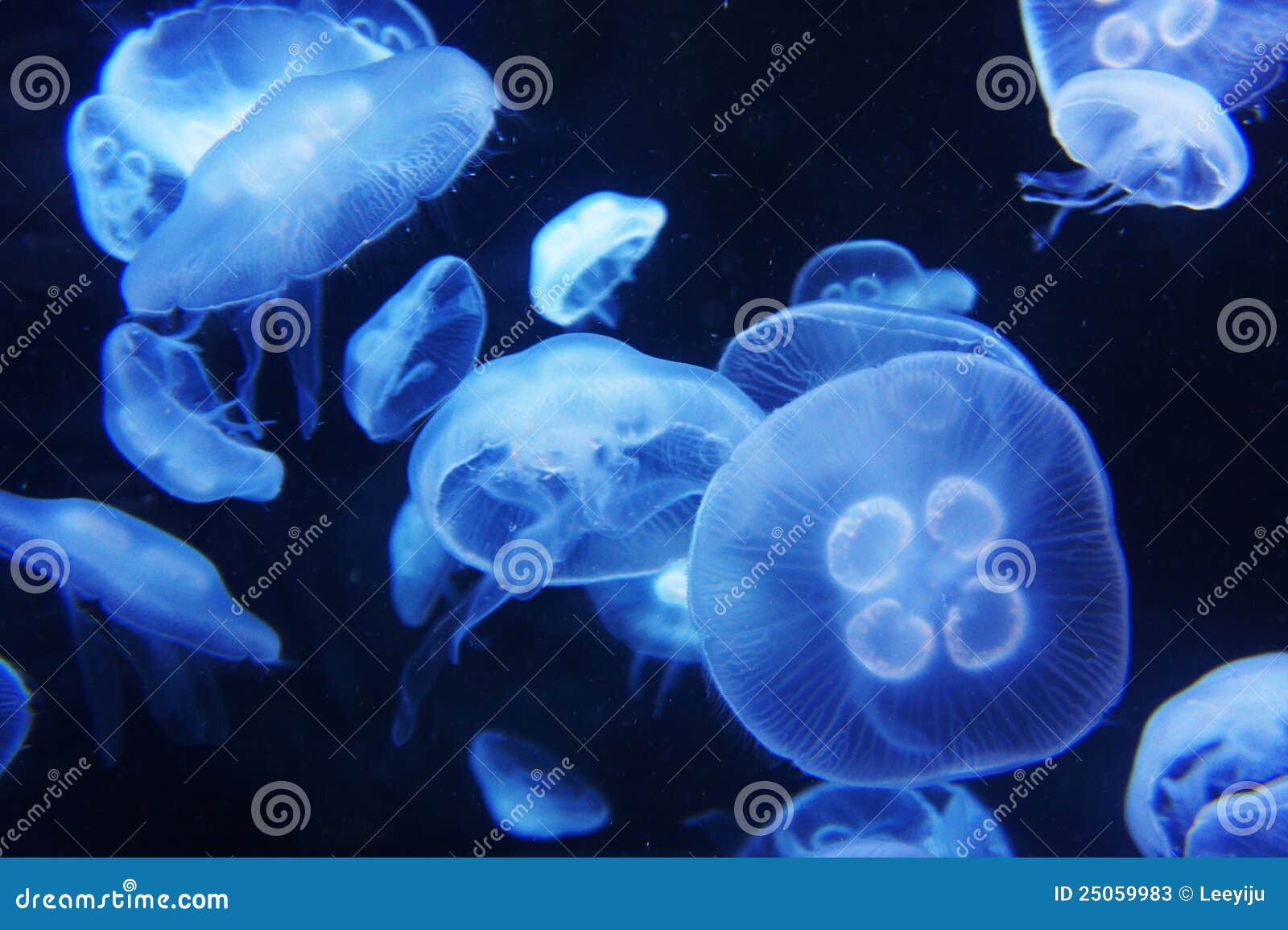 Jellyfish stock image. Image of francisco, movement, jellyfish - 25059983