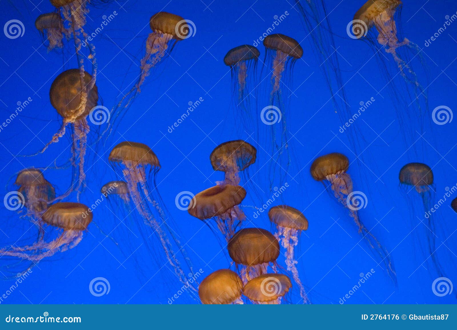Jellyfish stock photo. Image of scyphozoa, cnidaria, fish - 2764176