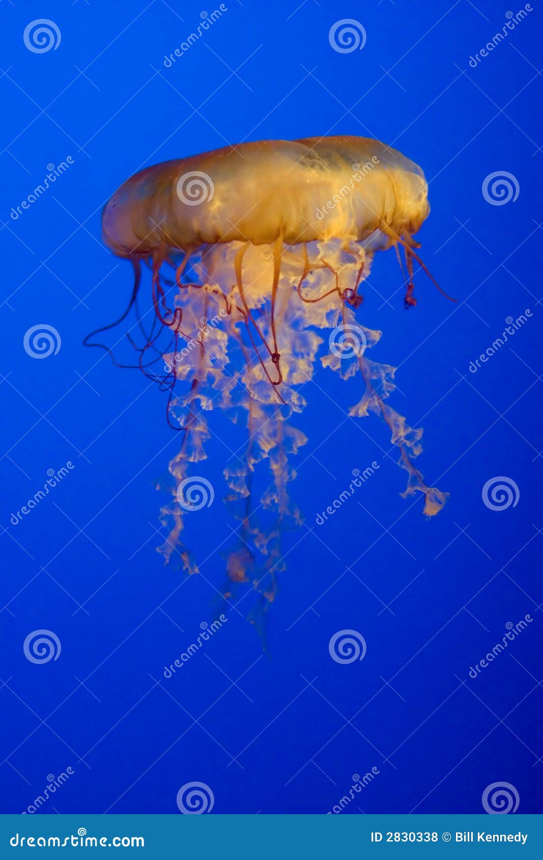 Jellyfish stock photo. Image of translucent, reef, jelly - 2830338