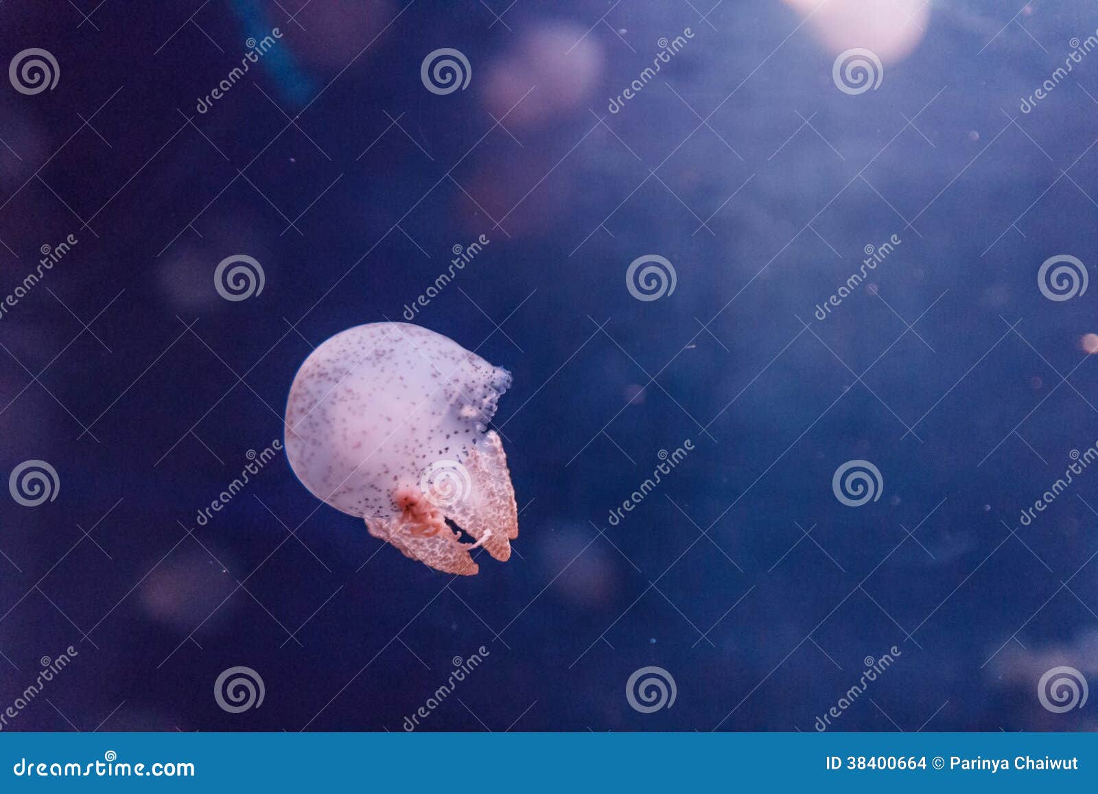 Jellyfish stock photo. Image of jellyfish, animal, texture - 38400664